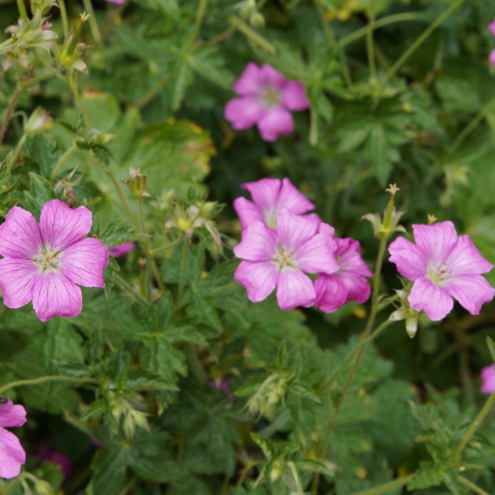 Hayloft Plants Hardy Geranium AGM Collection 3x 9cm - QVC UK
