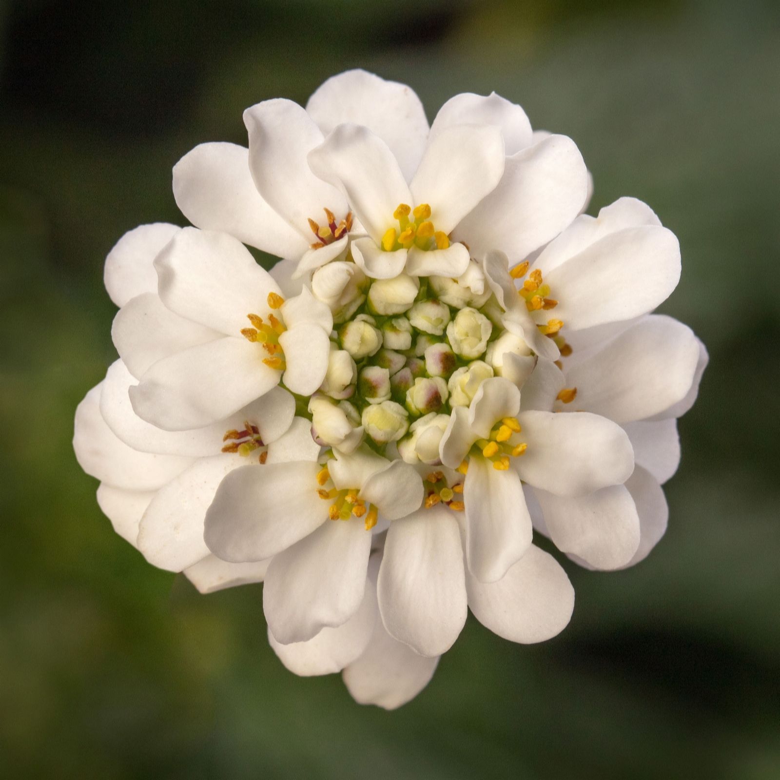 Richard Jackson's Nursery Fresh Iberis Summer Snowdrift - QVC UK