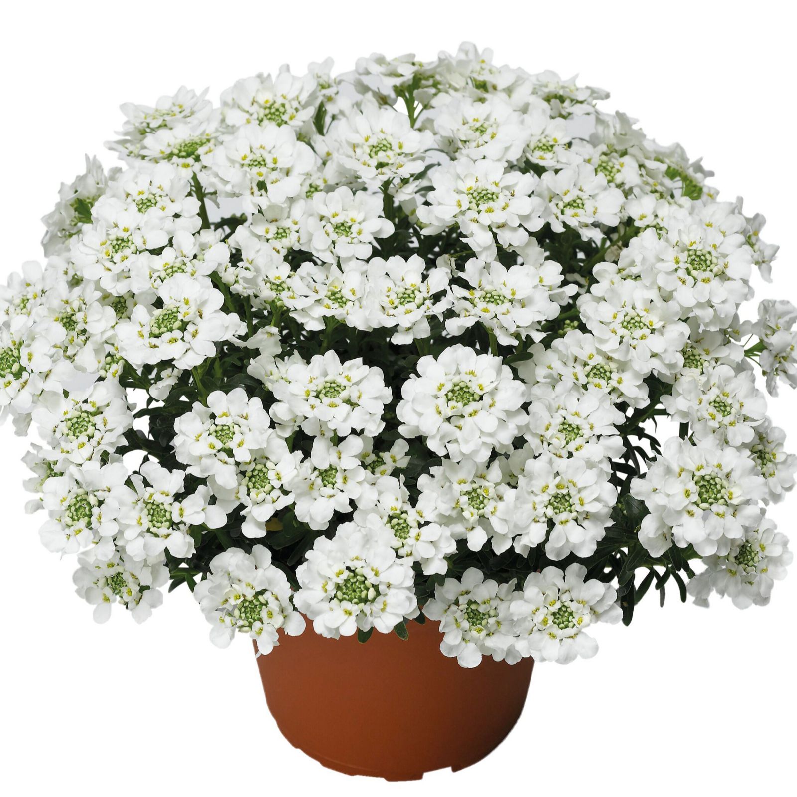 Richard Jackson's Nursery Fresh Iberis Summer Snowdrift - QVC UK