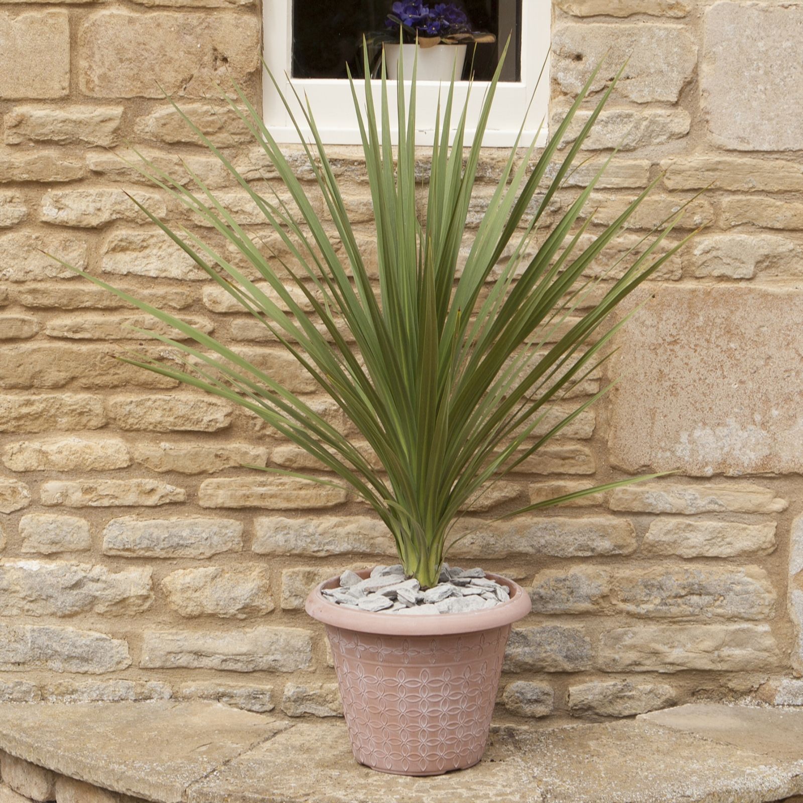 YouGarden Pair of Cordyline & Calista Urn Planters - QVC UK