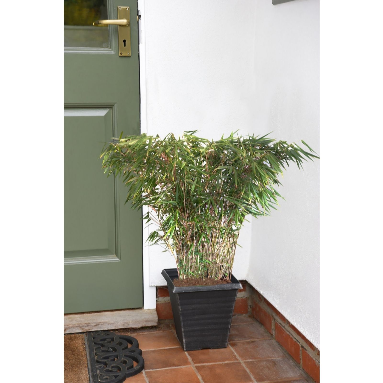Thompson & Morgan Fargesia rufa 19cm Pot x 1 + Planter x 1 - QVC UK