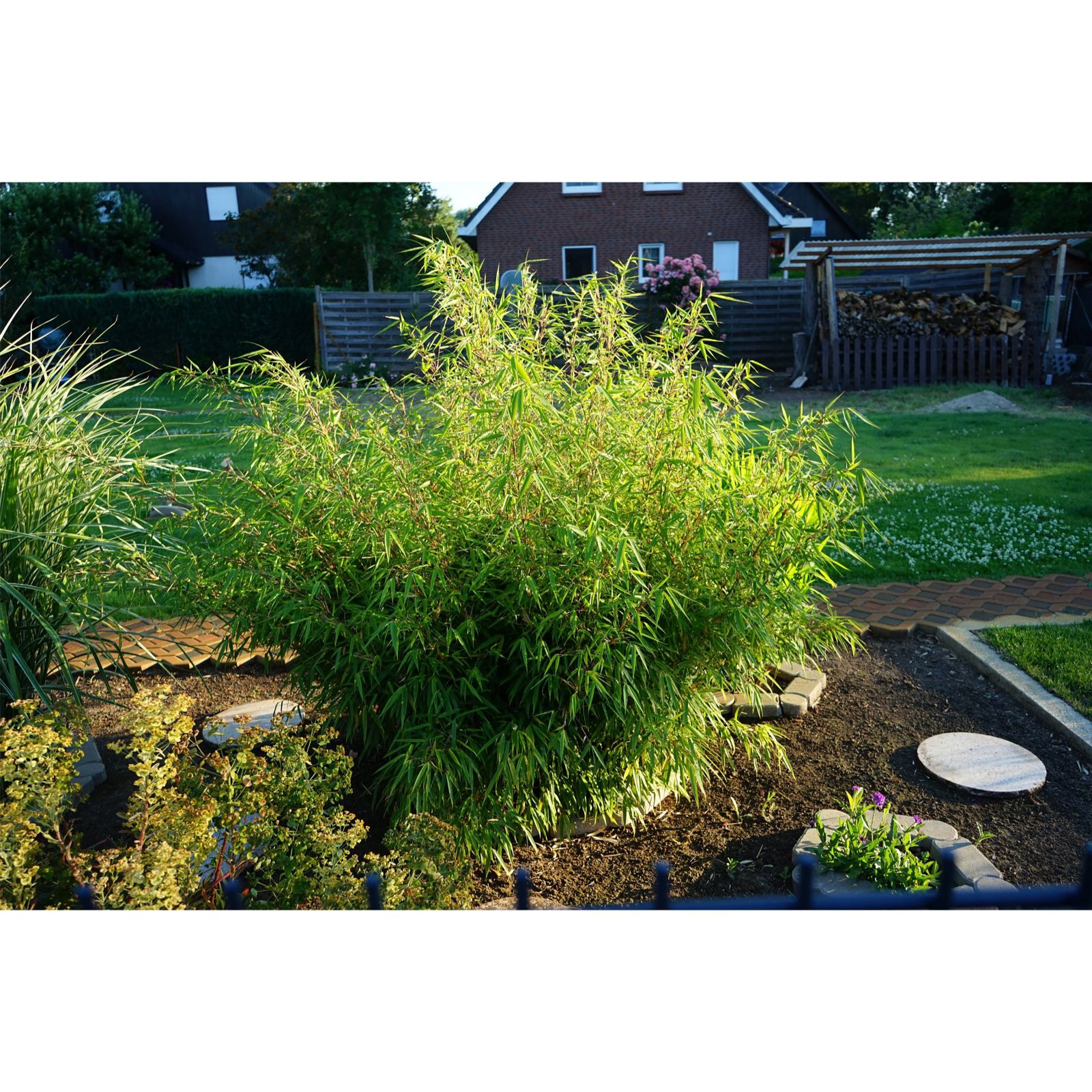 Thompson & Morgan Fargesia rufa 19cm Pot x 1 + Planter x 1 - QVC UK