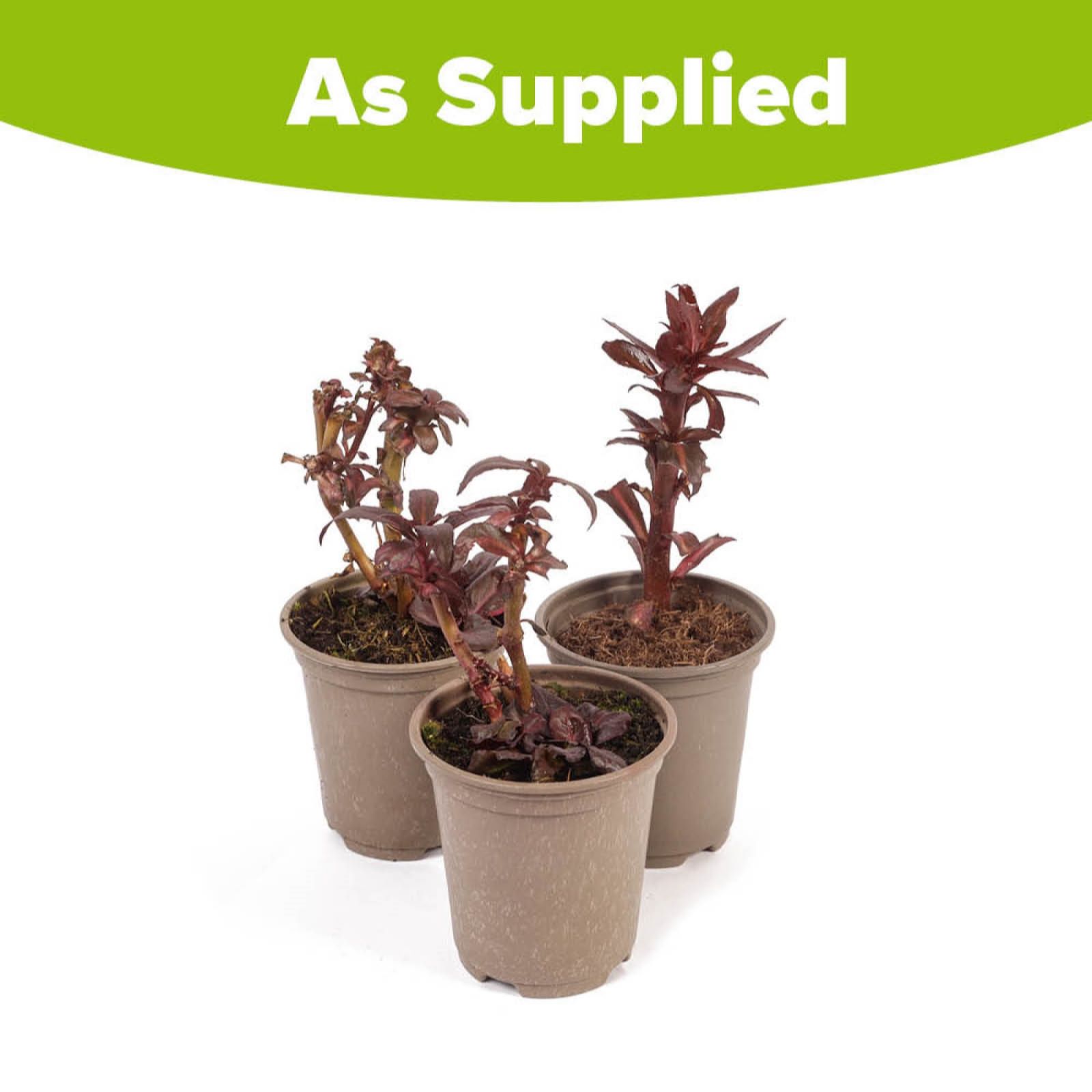 YouGarden Lobelia Speciosa Queen Victoria F1 9cm pots x3 - QVC UK
