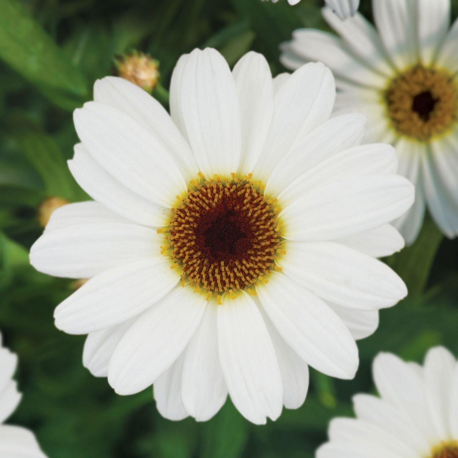 de Jager 8x Spectacular Argyranthemum Grand Daisy Collection 4.5cm - QVC UK