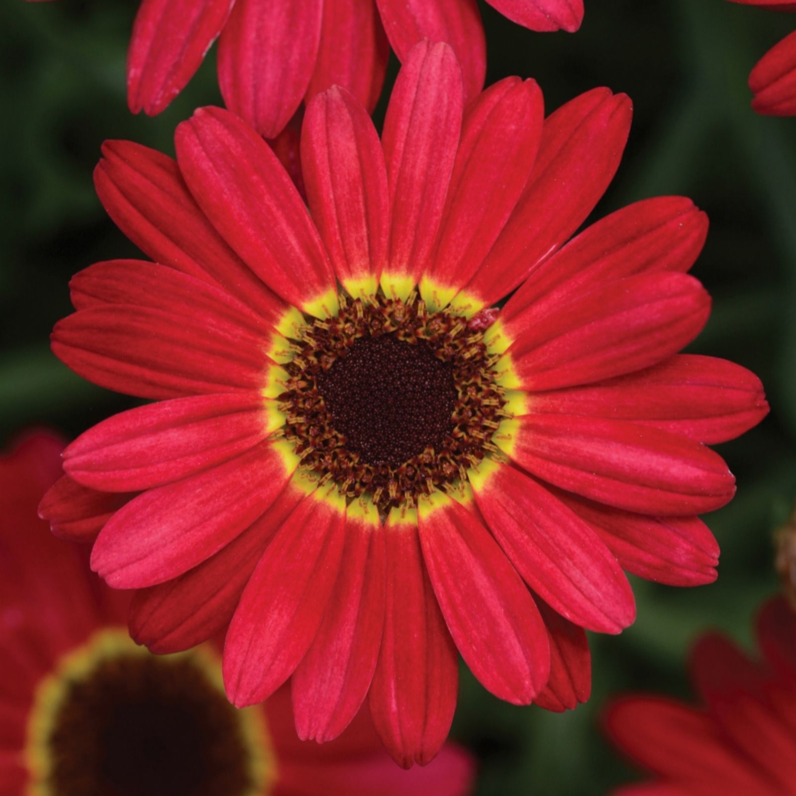 de Jager 8x Spectacular Argyranthemum Grand Daisy Collection 4.5cm - QVC UK