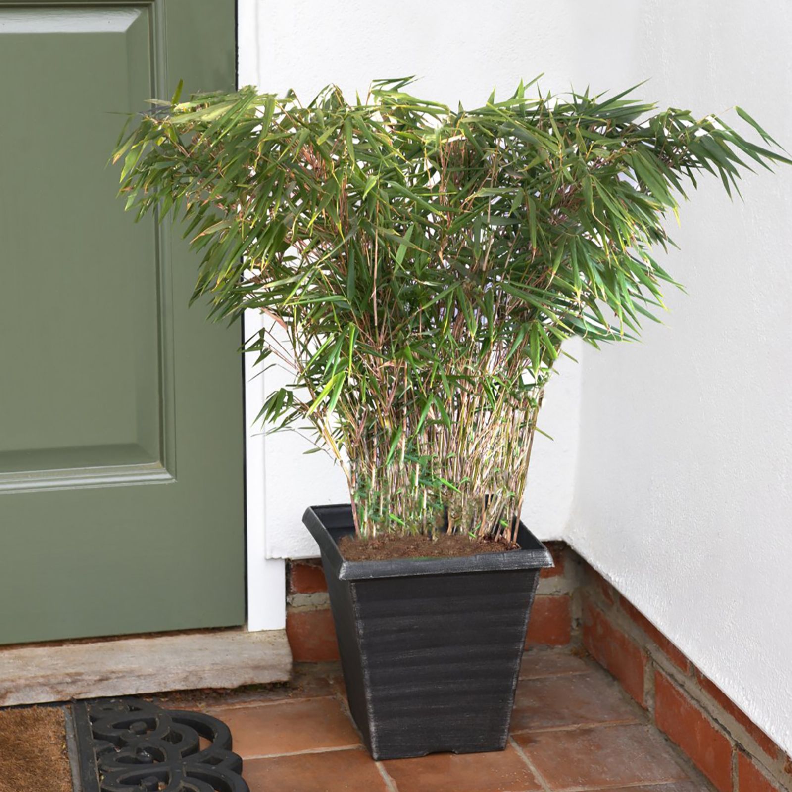 Thompson & Morgan Fargesia rufa 19cm Pot x 2 + Planter x 2 - QVC UK