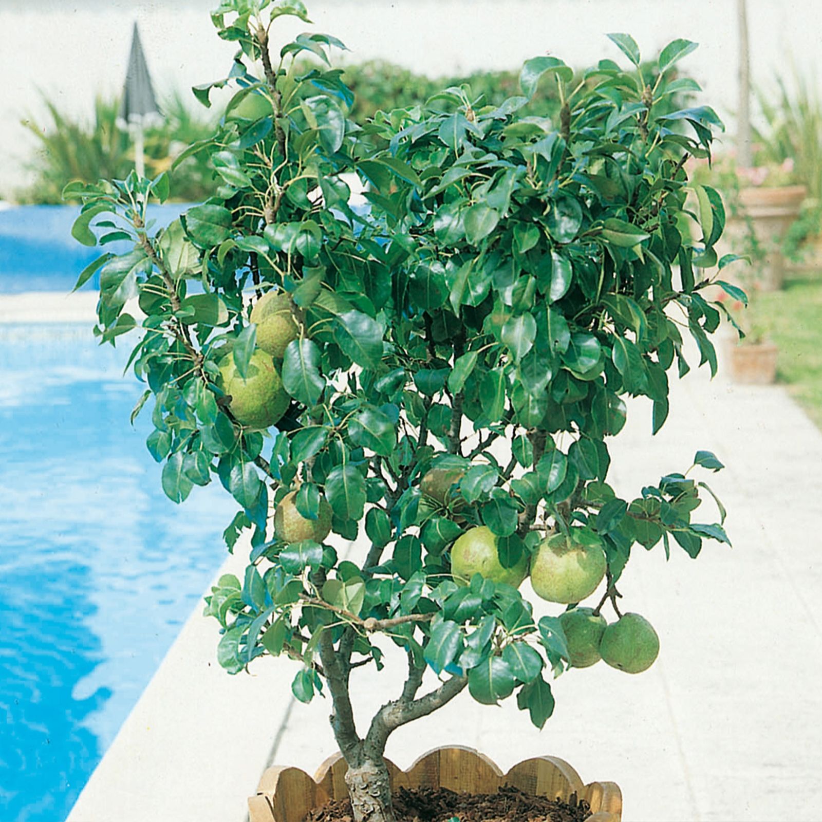 YouGarden Patio Tree Pear Garden Pearl bare root - QVC UK