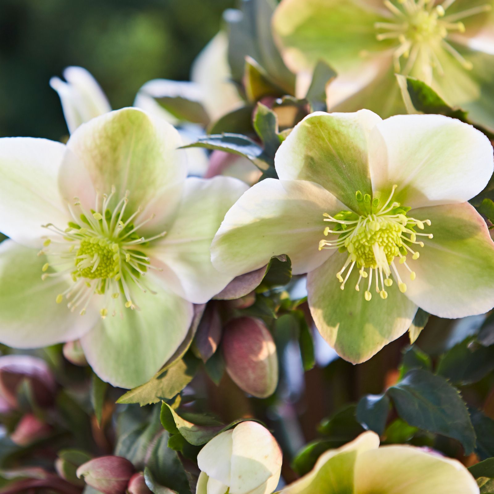 Richard Jackson's Nursery Fresh Snow Fresh Hellebore 1 x 2 Litre Pot ...