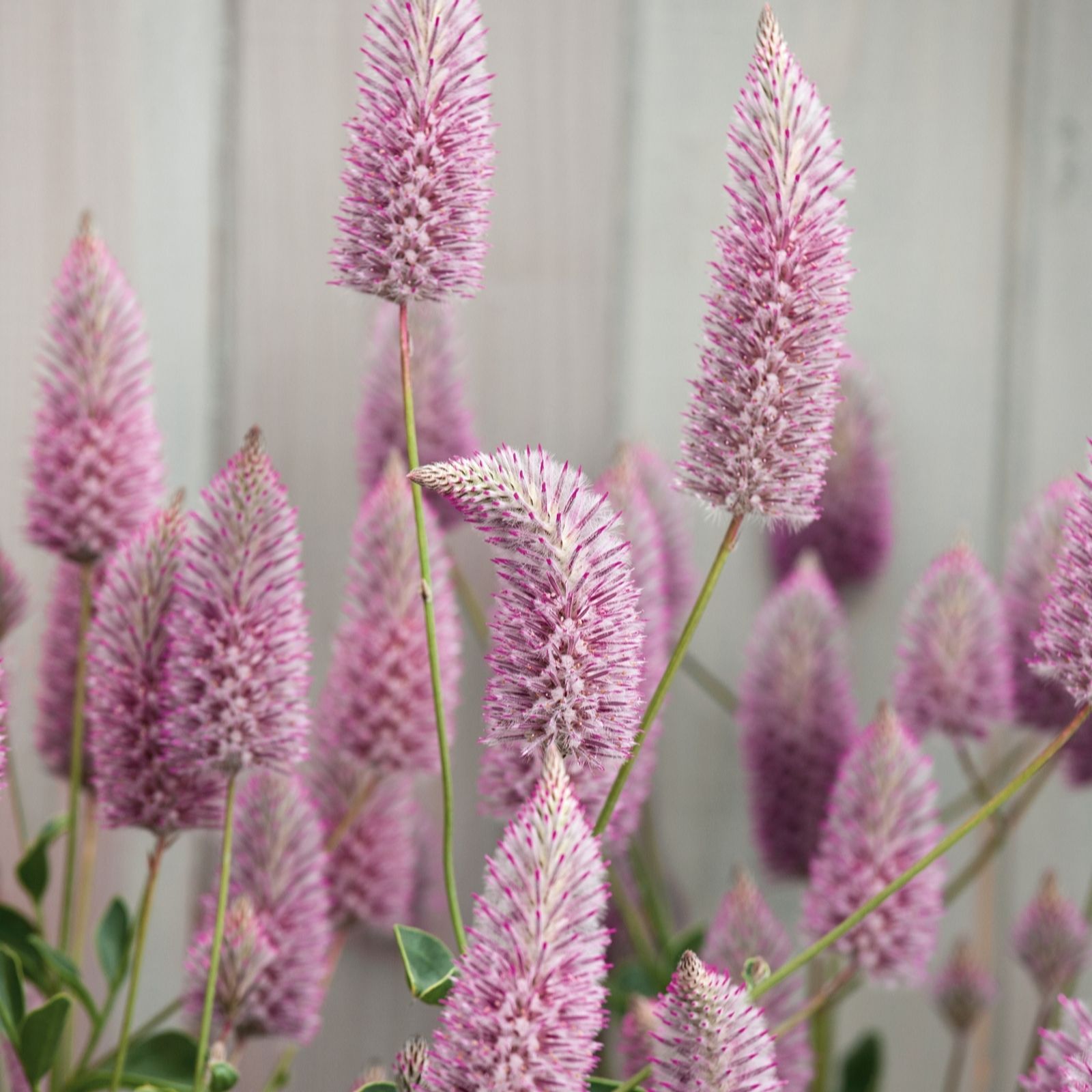 Plants2Gardens Ptilotus Joey Pink 3 x 10.5cm - QVC UK