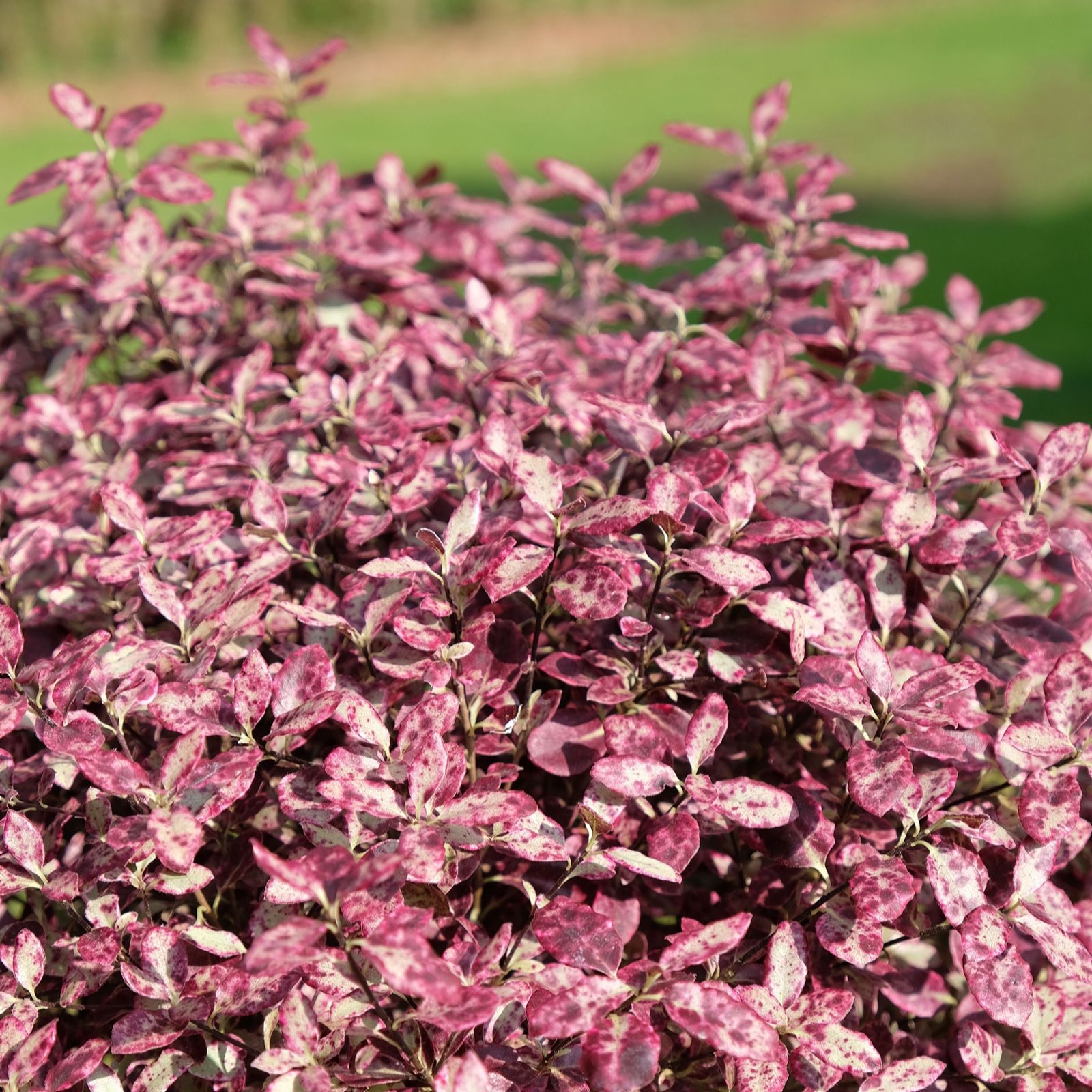 Plants2Gardens Pittosporum Bannow Bay in 7 Litre Pot - QVC UK