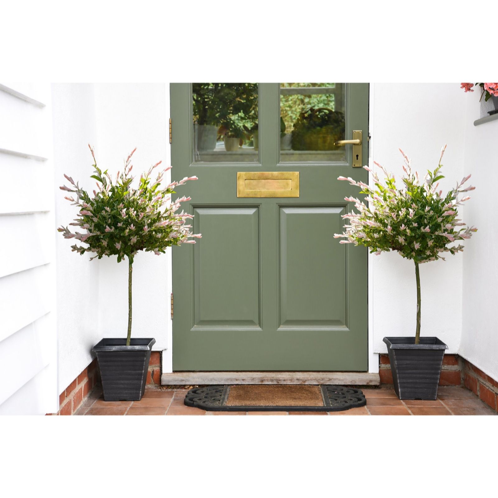 Thomspn&Morgan Salix Flamingo Straight Stem 17cm Pot x2 Planterx 2 - QVC UK