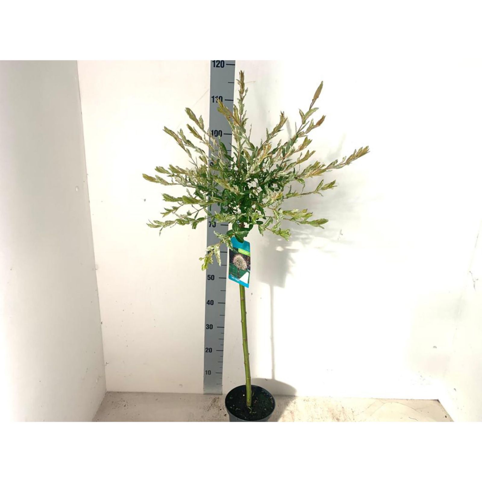 Thomspn&Morgan Salix Flamingo Straight Stem 17cm Pot x2 Planterx 2 - QVC UK