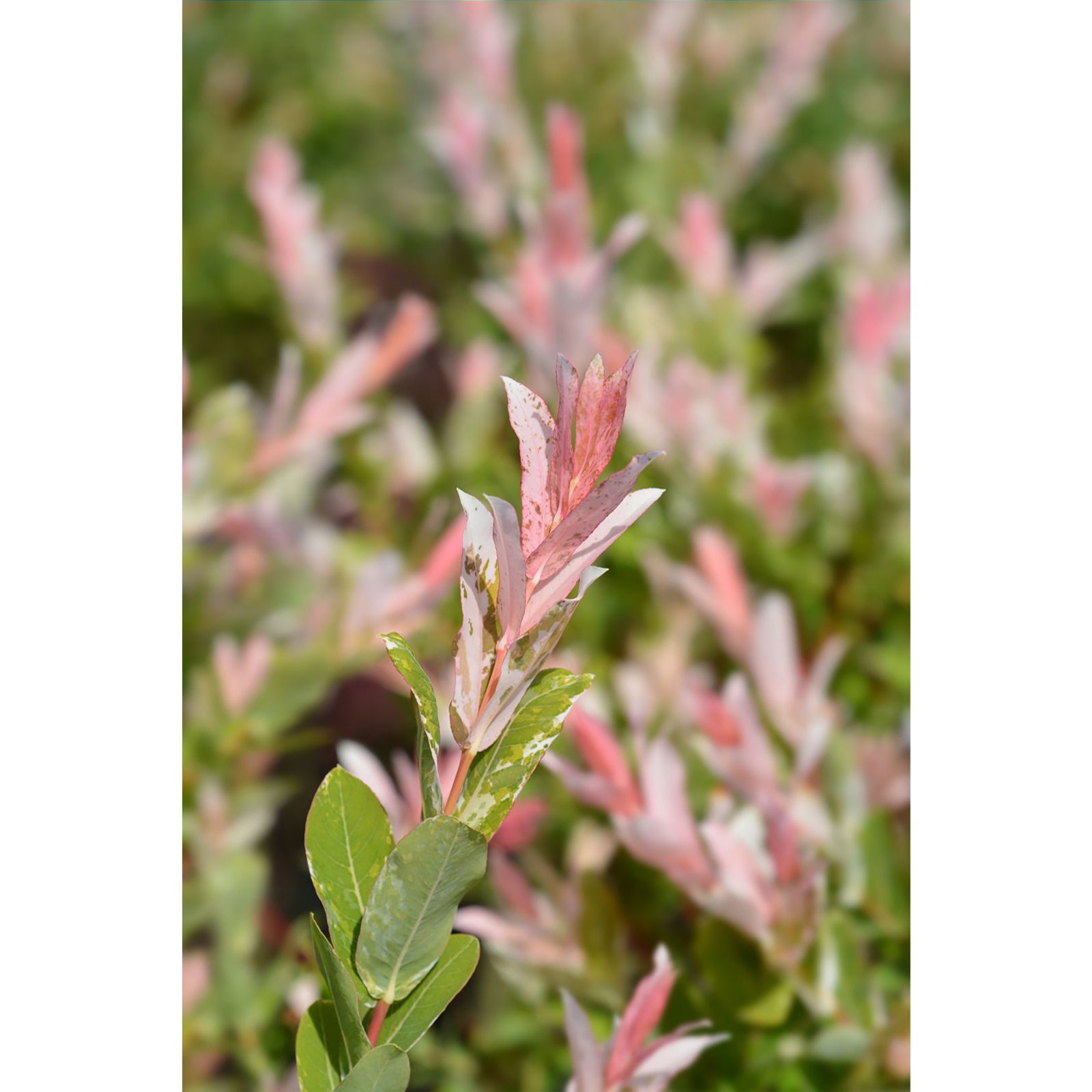 Thomspn&Morgan Salix Flamingo Straight Stem 17cm Pot x2 Planterx 2 - QVC UK