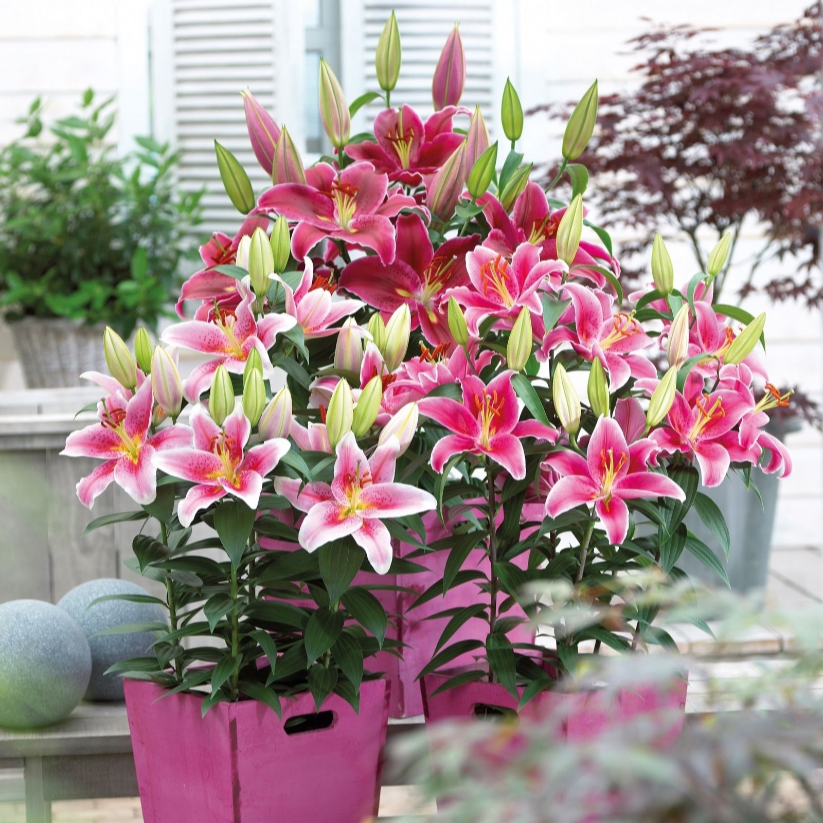 Thompson & Morgan Lily Giant Oriental Collection 24 Bulbs - QVC UK