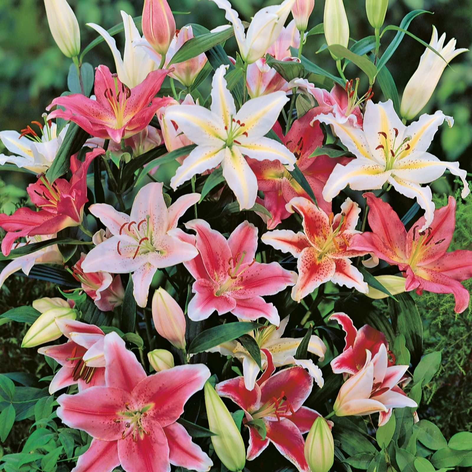 Thompson & Morgan Lily Giant Oriental Collection 24 Bulbs - QVC UK