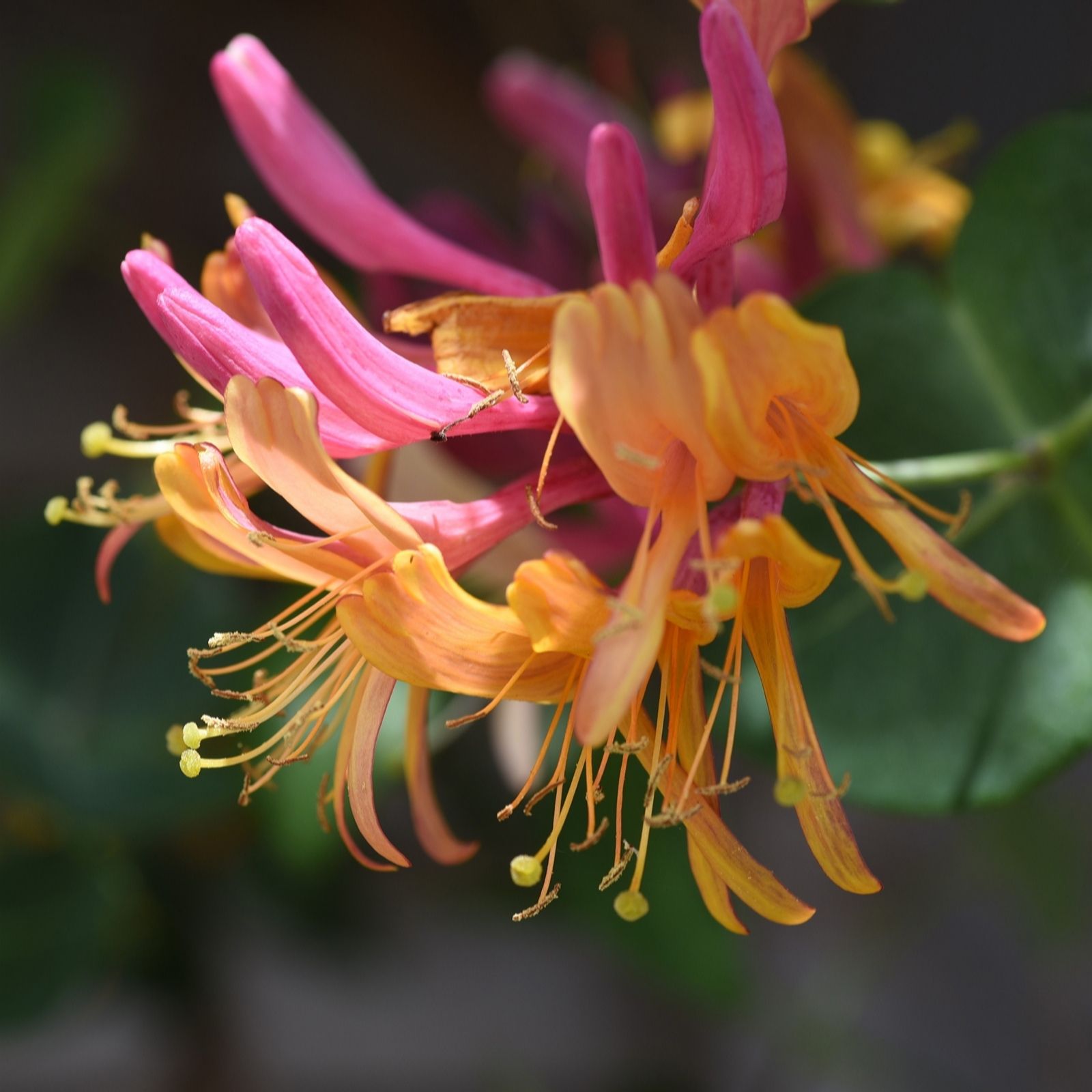 Hayloft Plants Halliana Goldflame-Lonicera x 2 in 2 litre pot on 3ft ...