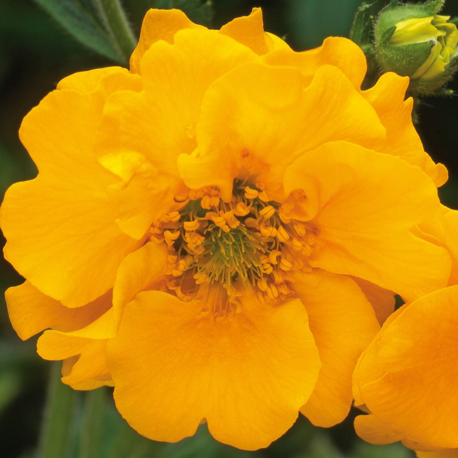 Richard Jackson's Nursery Fresh Award Winning Geum 5 x 6cm Garden Ready ...
