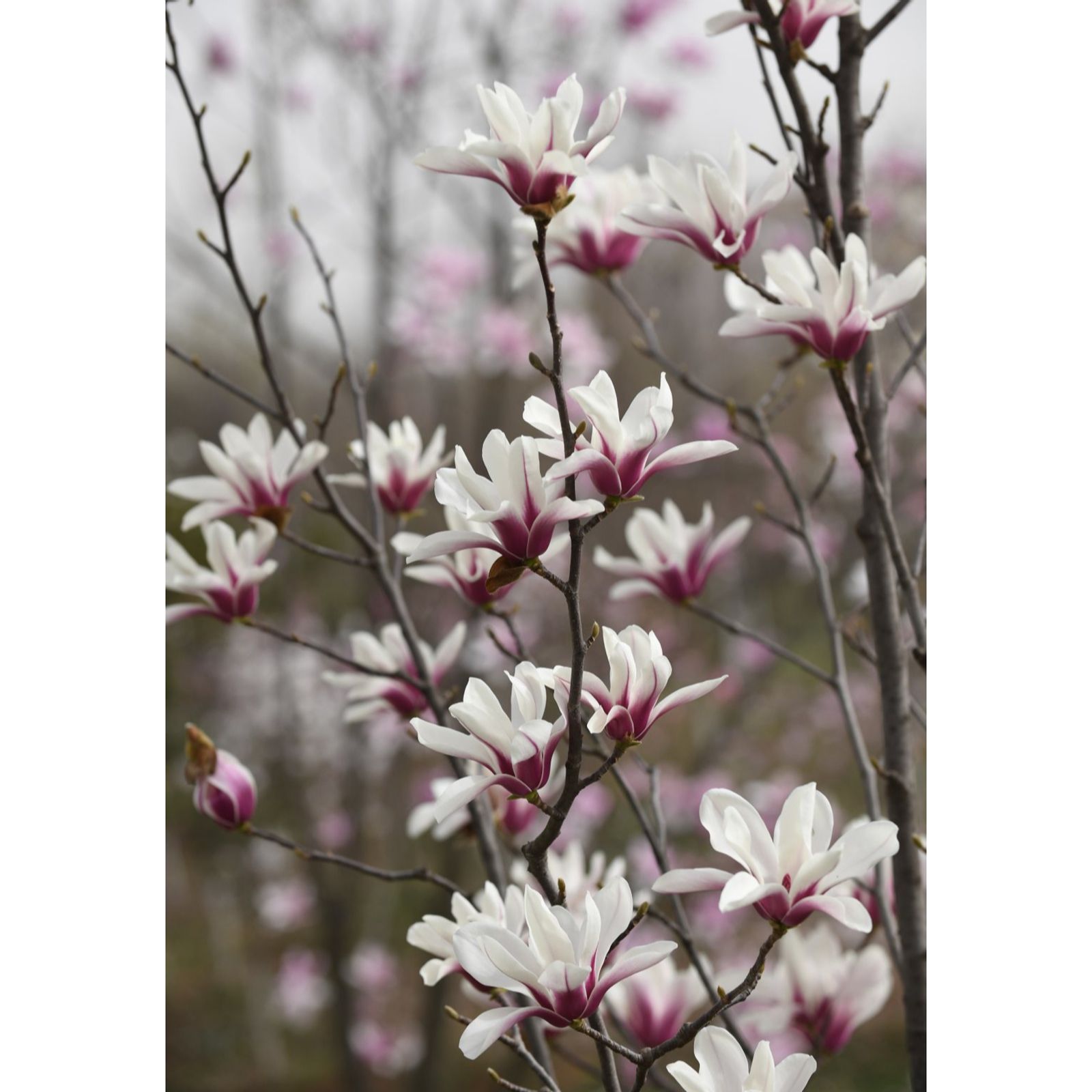 Thompson & Morgan Magnolia Dendudata Sunrise Beauty 1 Bare Root - QVC UK