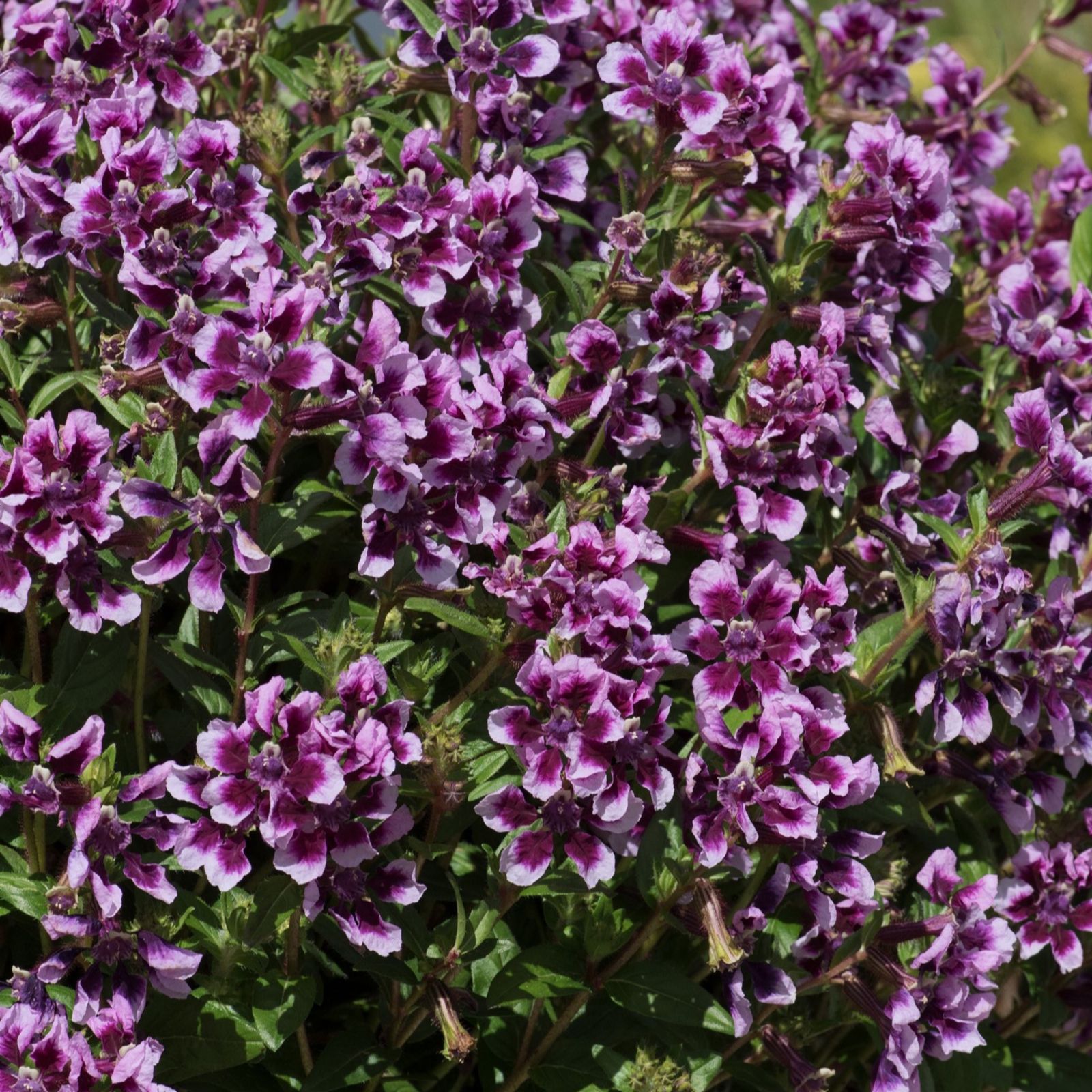 Hayloft Plants Cuphea Sweet Talk Trio - QVC UK