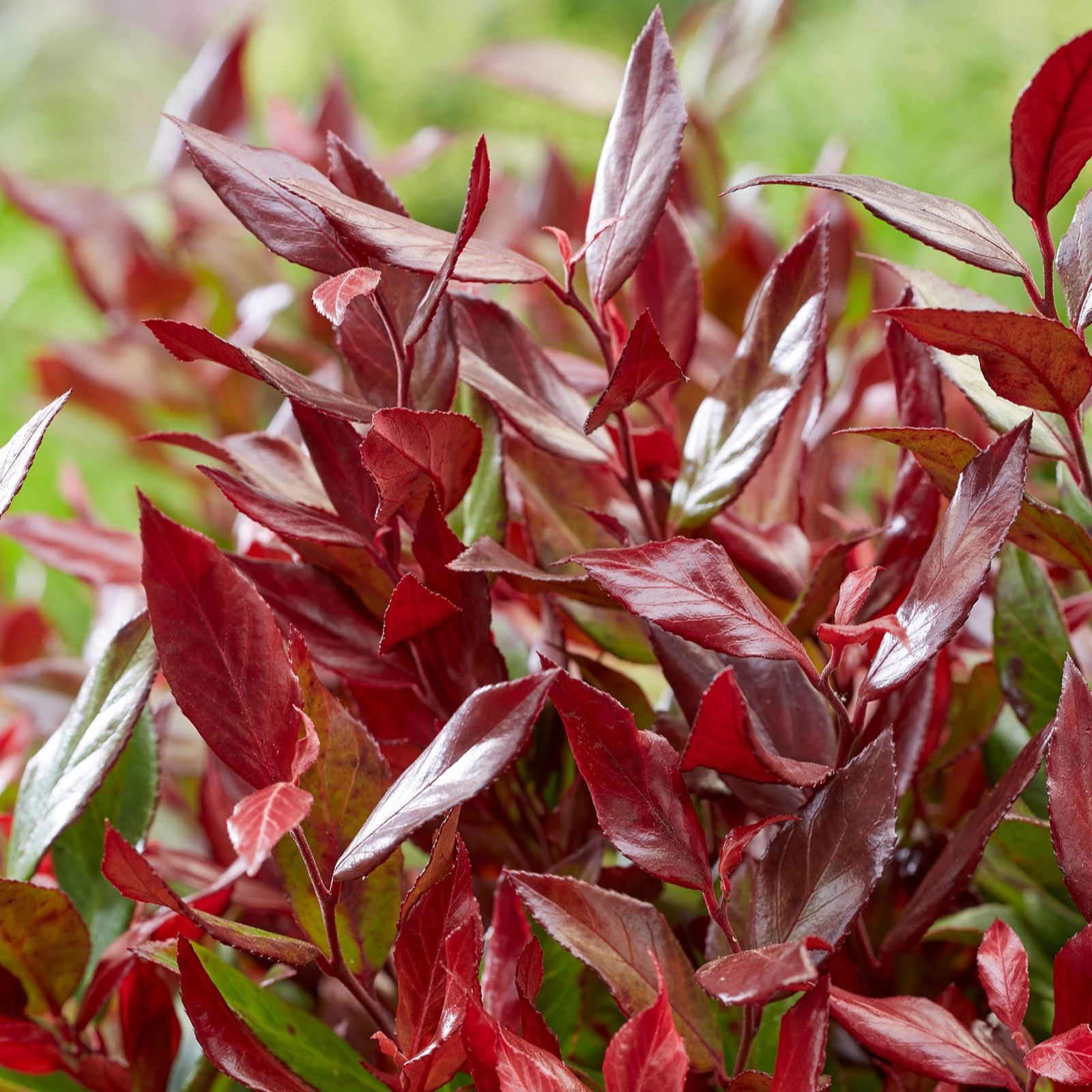 Richard Jackson Leucothoe Little Flames - QVC UK