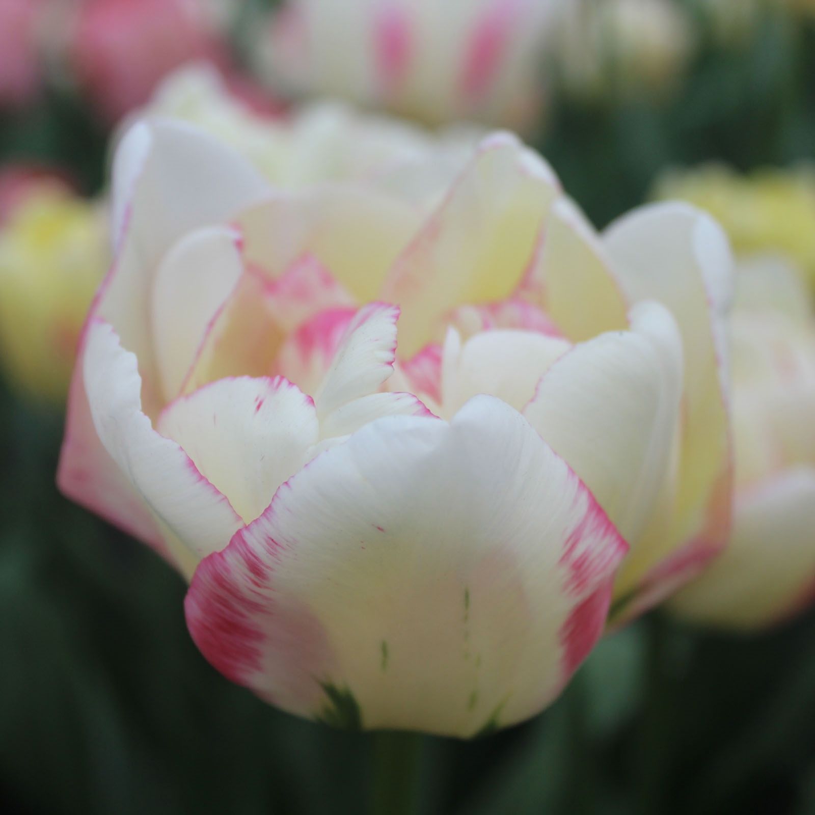 Plants2Gardens Tulip Double Shake - QVC UK