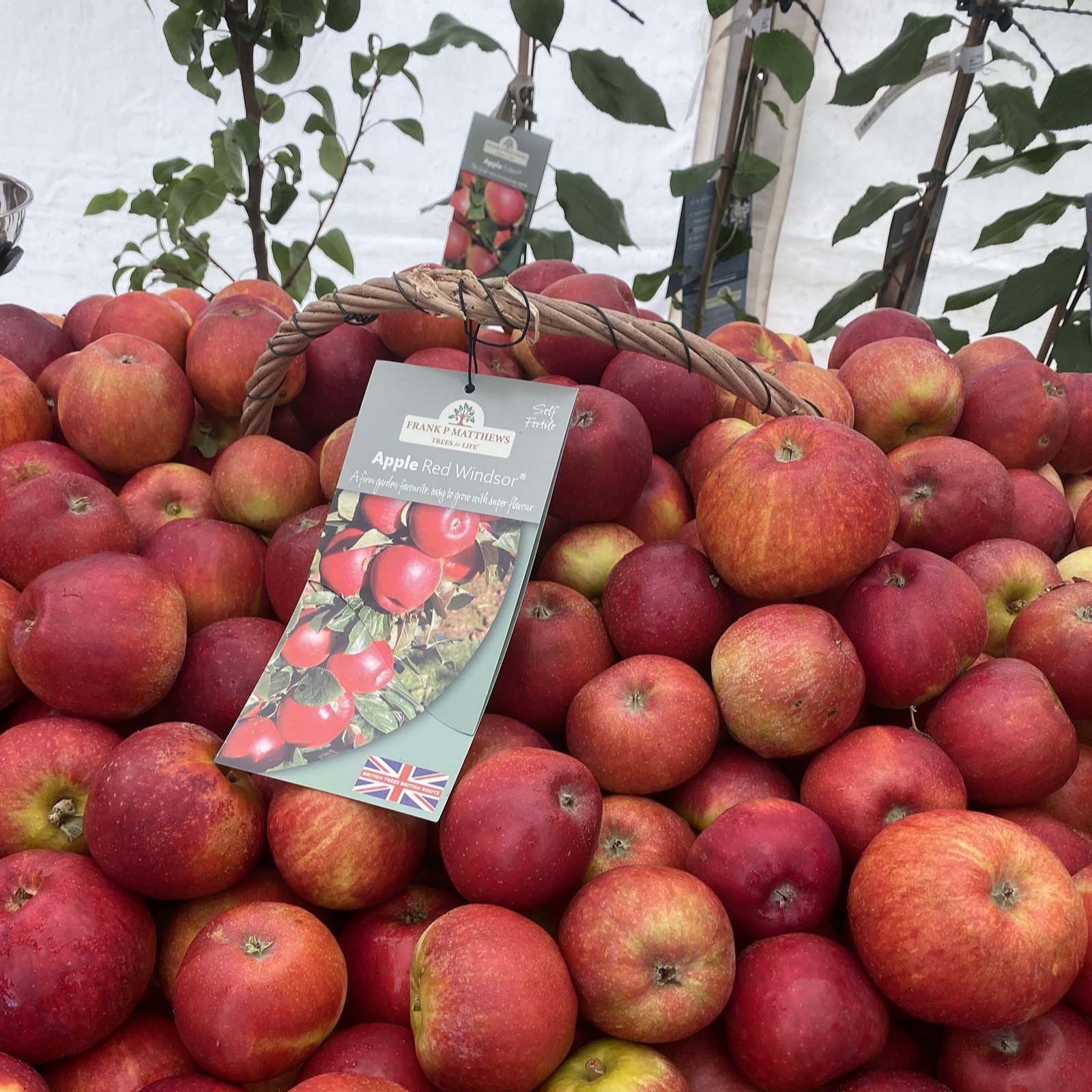 Frank P Matthews Apple Red Windsor Bare Root - QVC UK