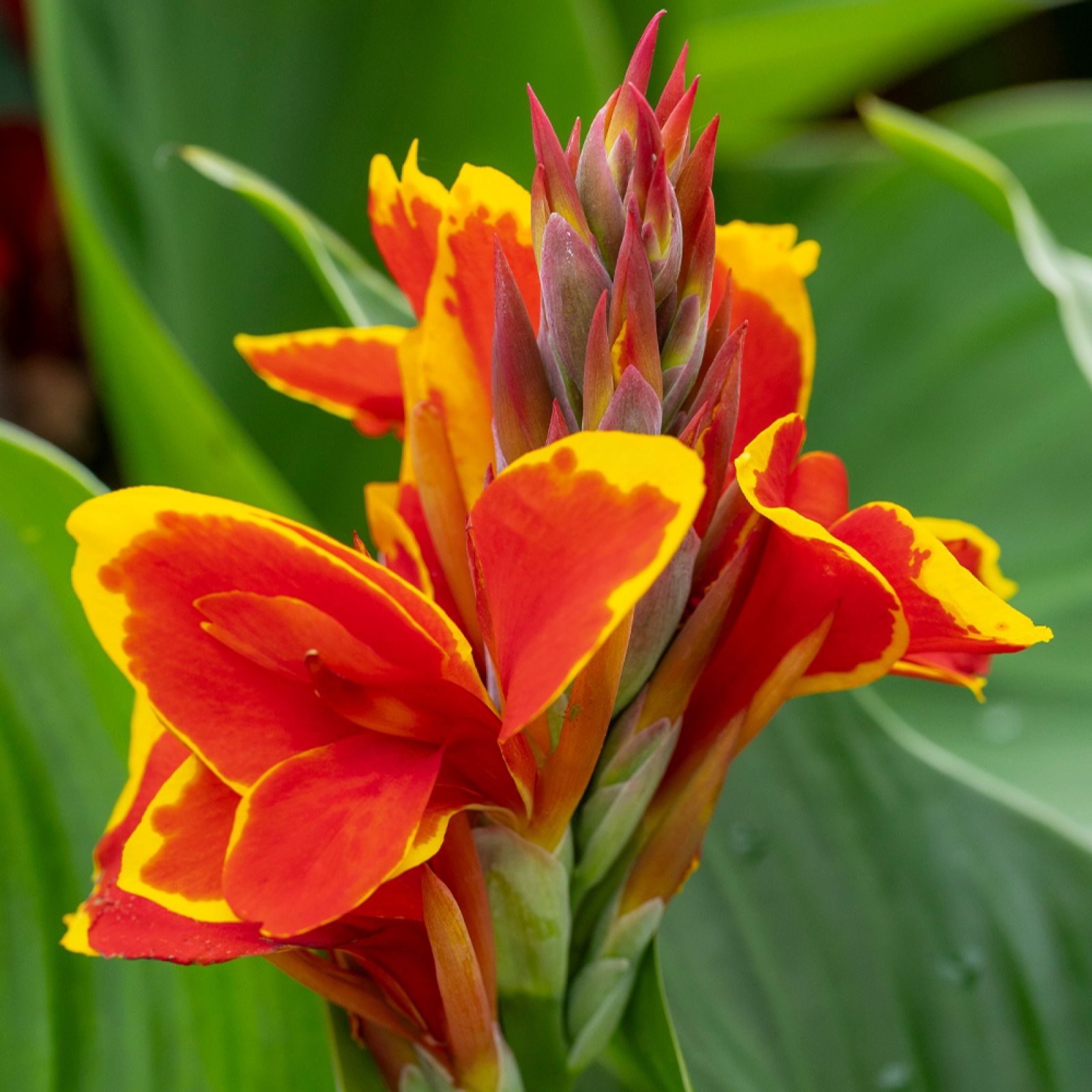 YouGarden Canna Cannova Collection 9cm x3 - QVC UK