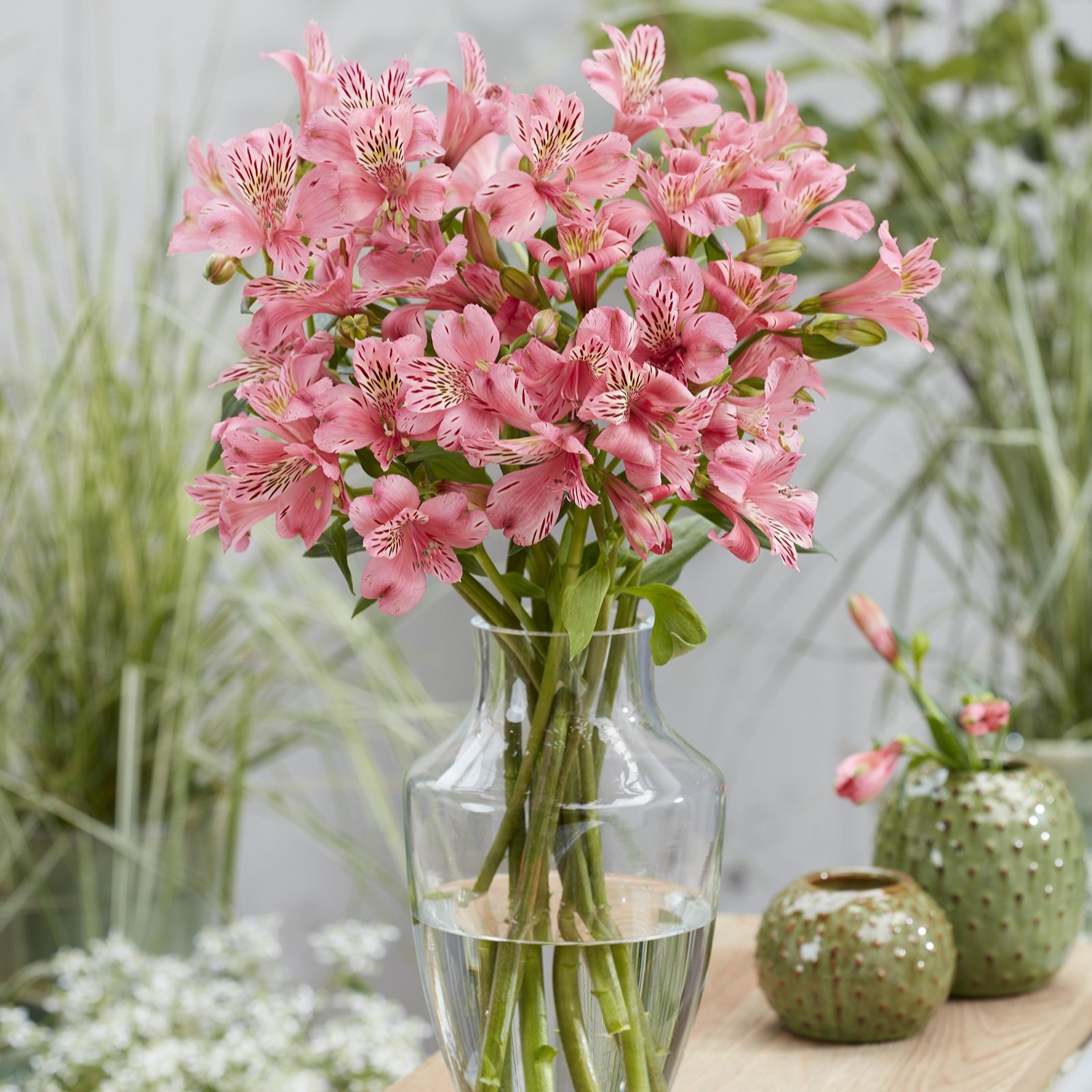 Hayloft Plants Alstroemeria Litre Pots x 3 - QVC UK