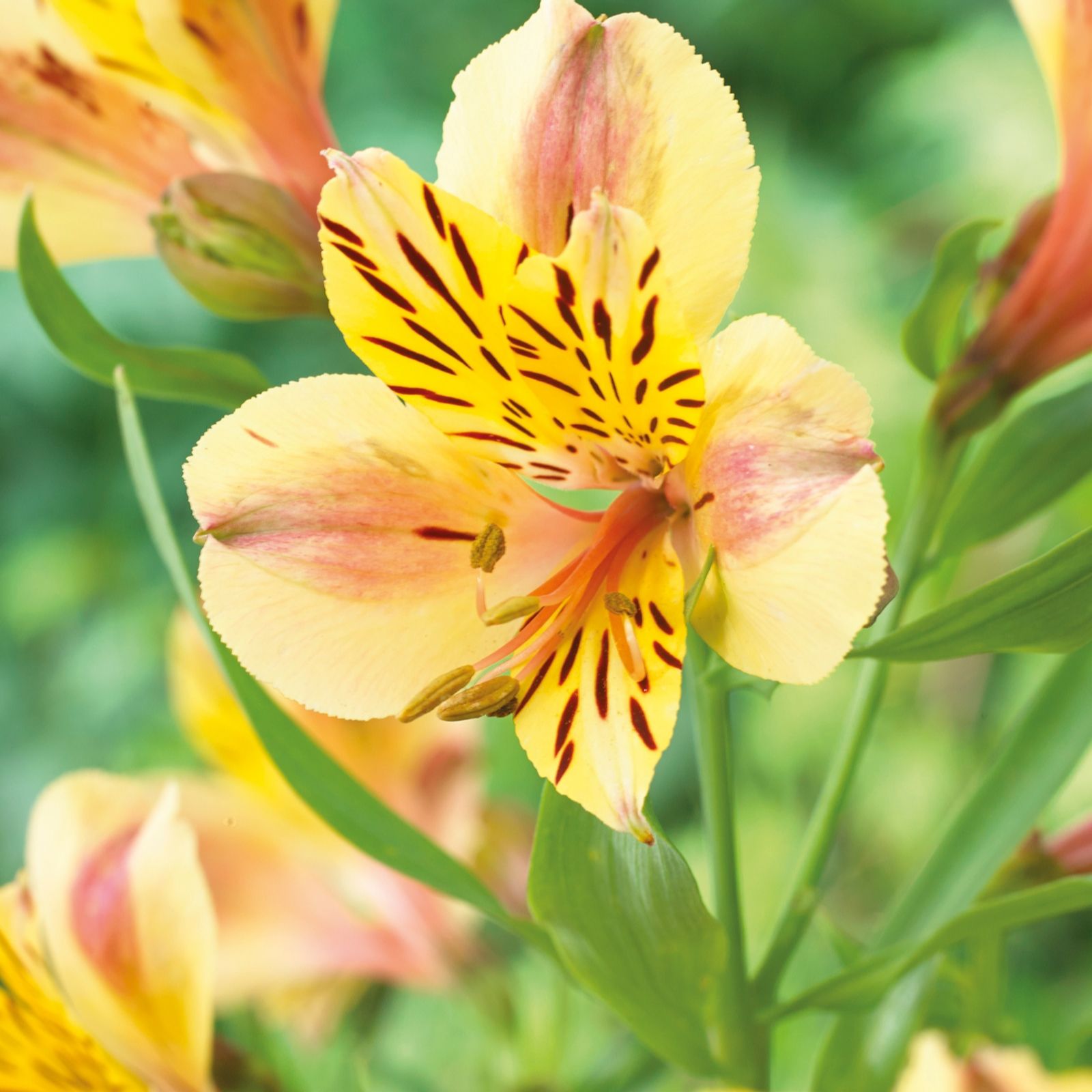 Hayloft Plants Alstroemeria Litre Pots x 3 - QVC UK