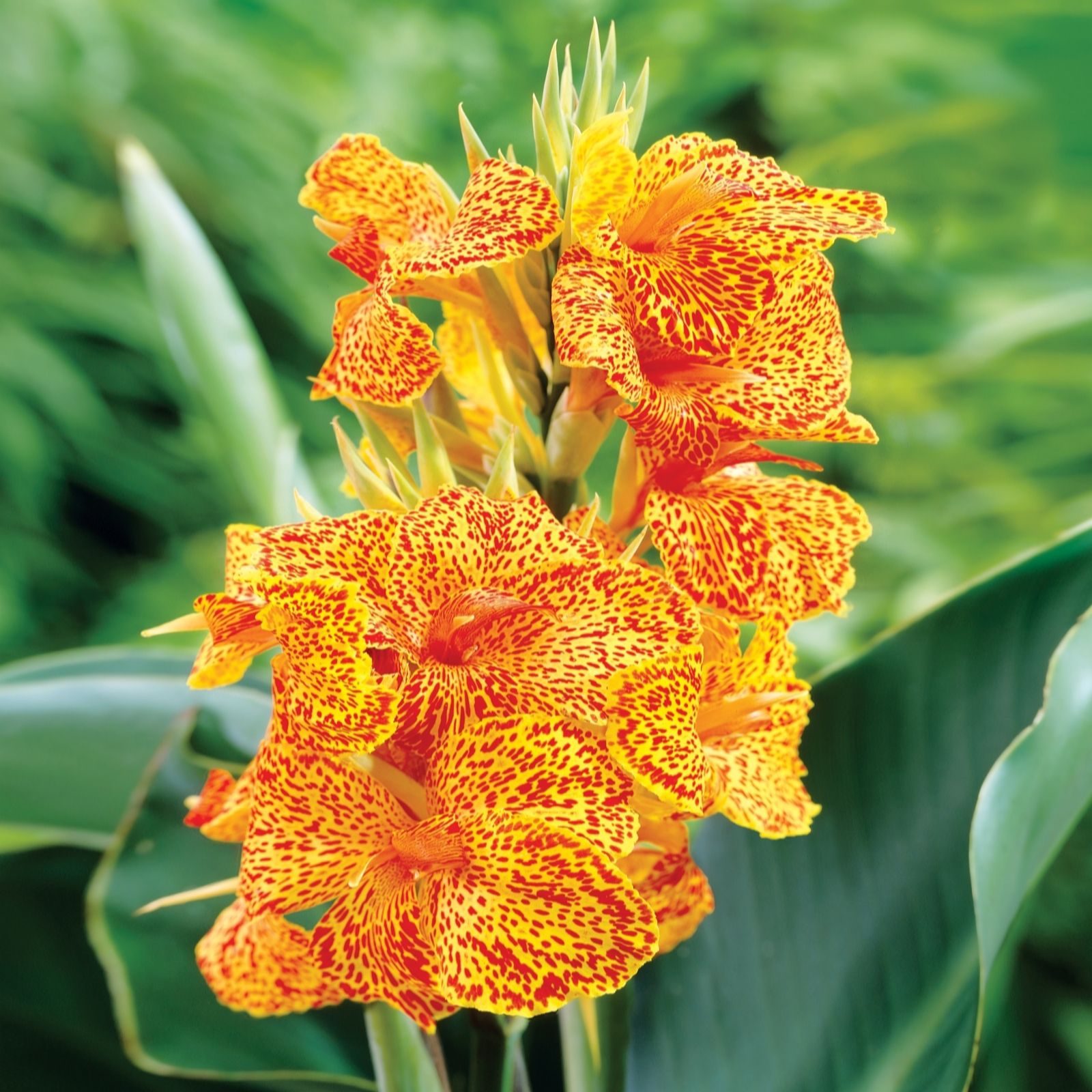 de Jager Colourful Cannas x 5 - QVC UK