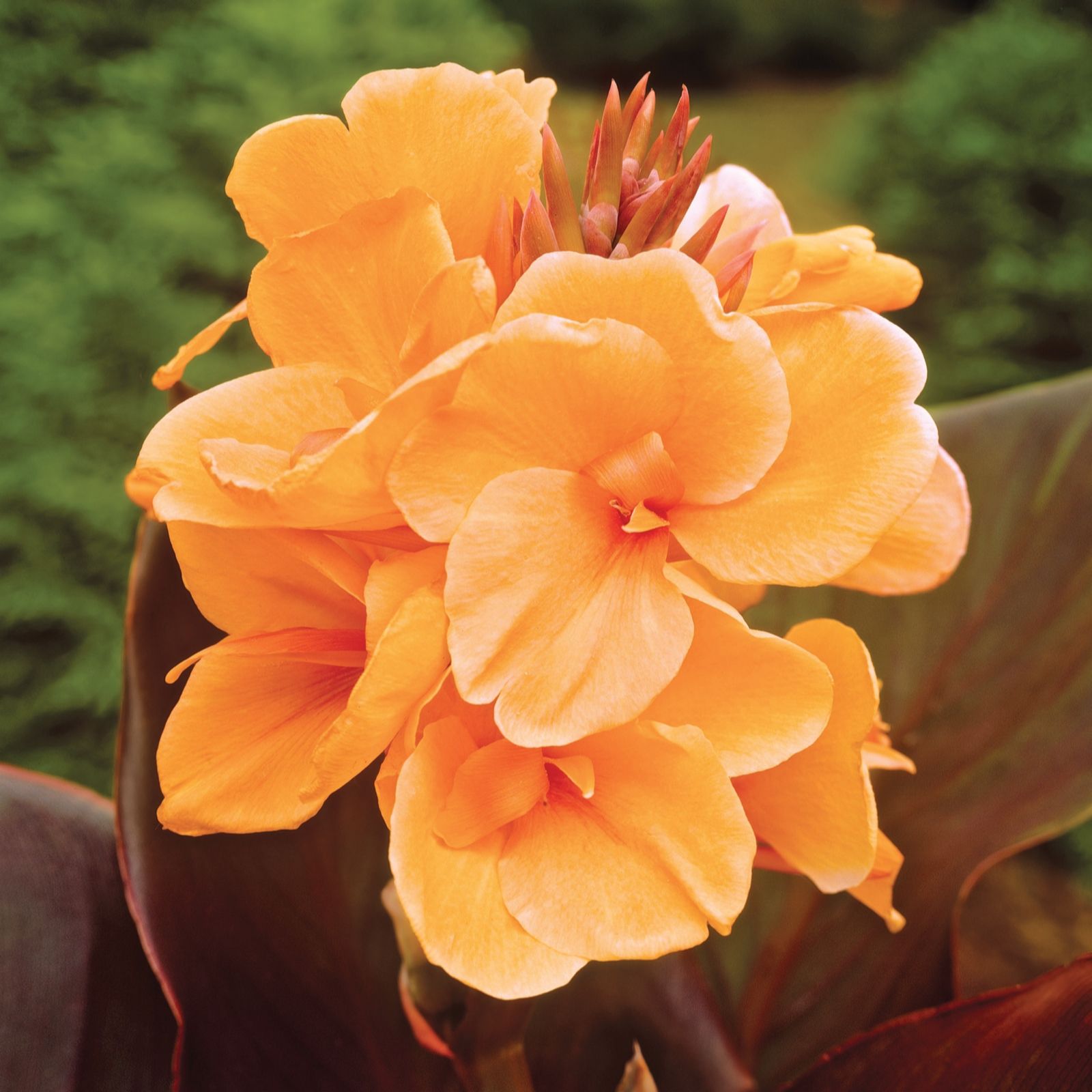 de Jager Colourful Cannas x 5 - QVC UK