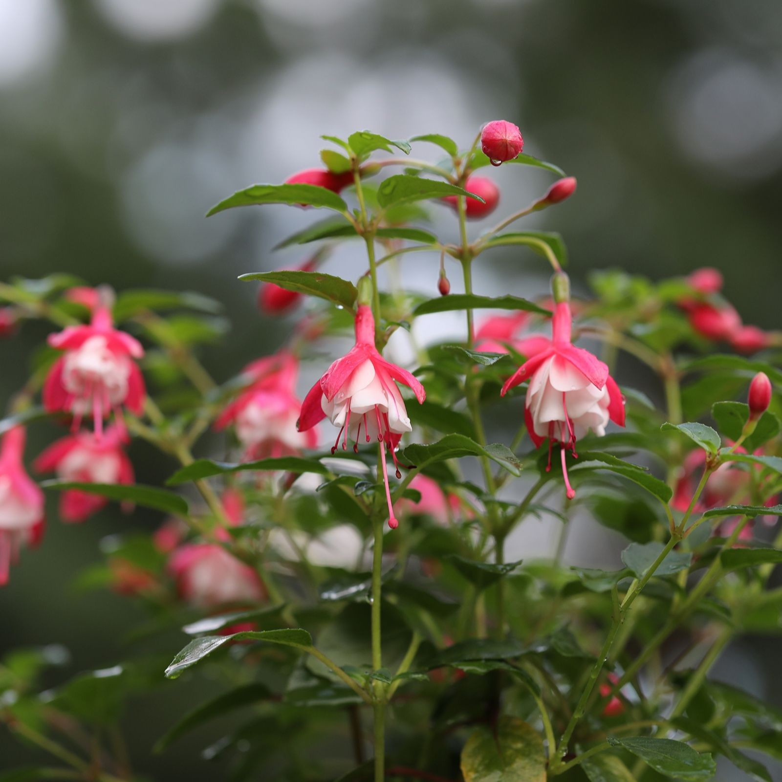 Hayloft Plants Hardy Fuchsia Collection 3 x 9cm pots - QVC UK