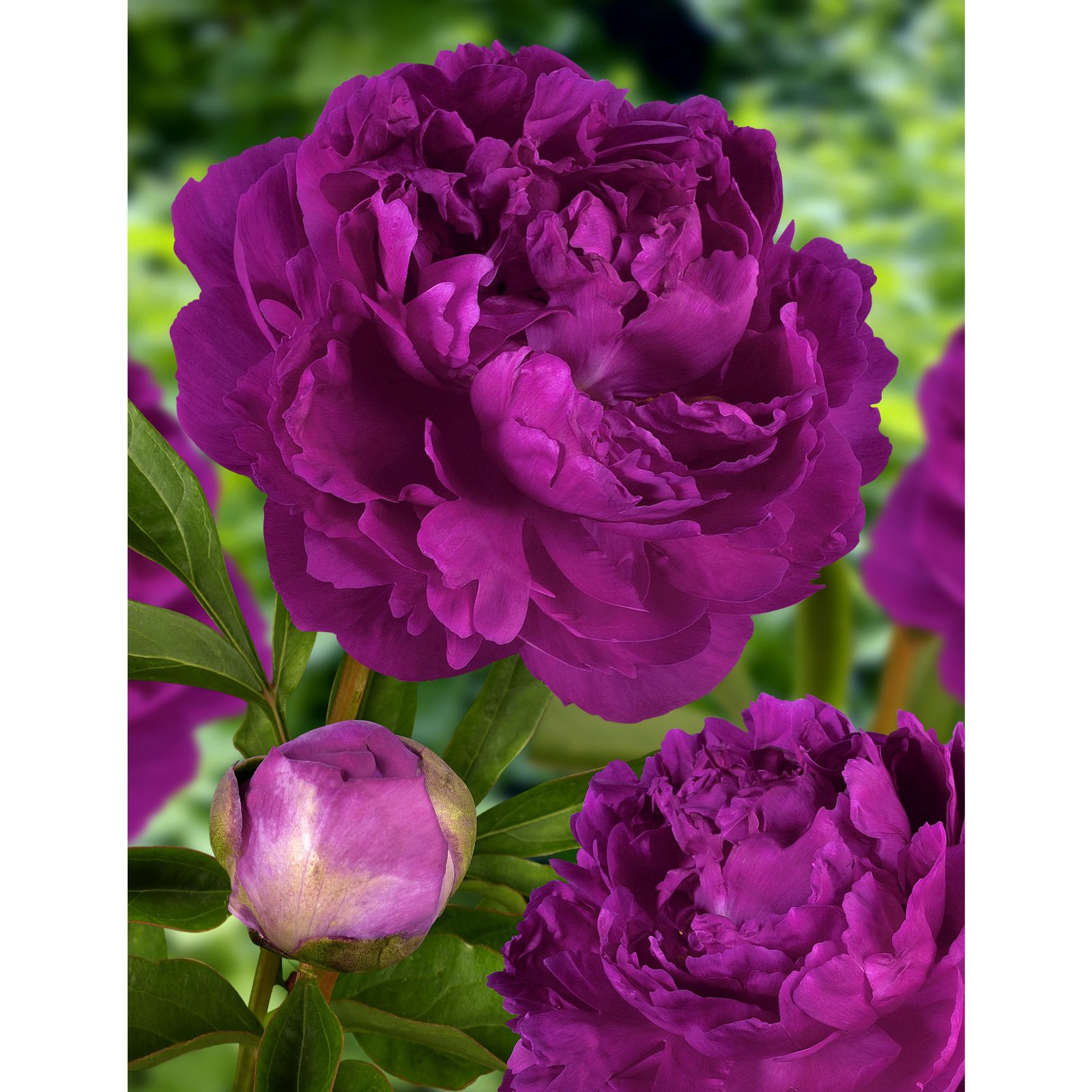 Plants2Gardens 3x Bare Root Double Peony Collection - QVC UK