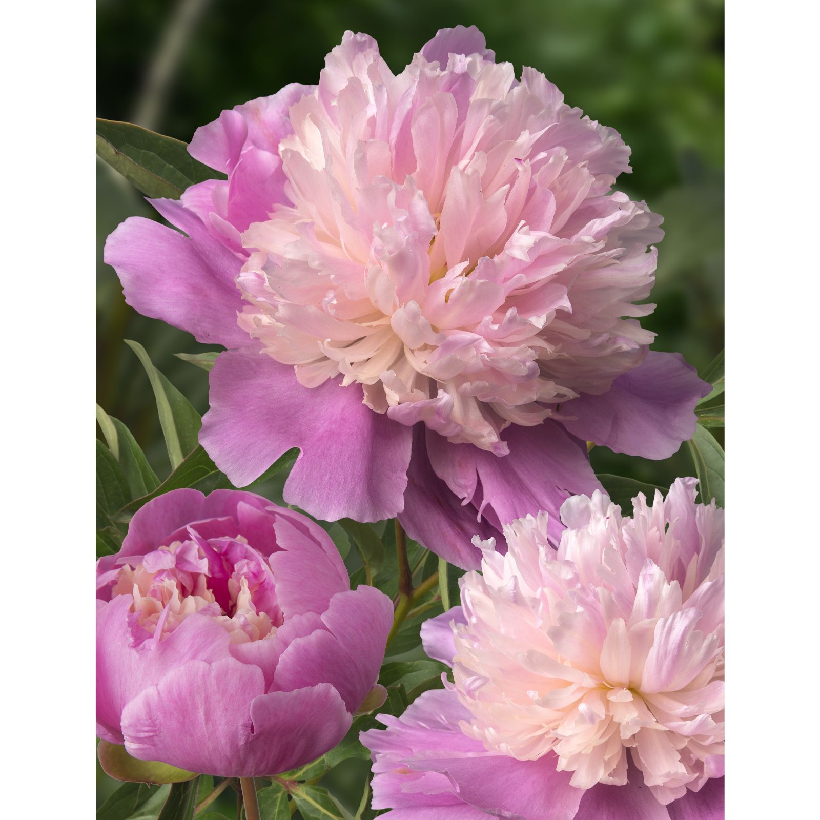 Plants2Gardens 3x Bare Root Double Peony Collection - QVC UK