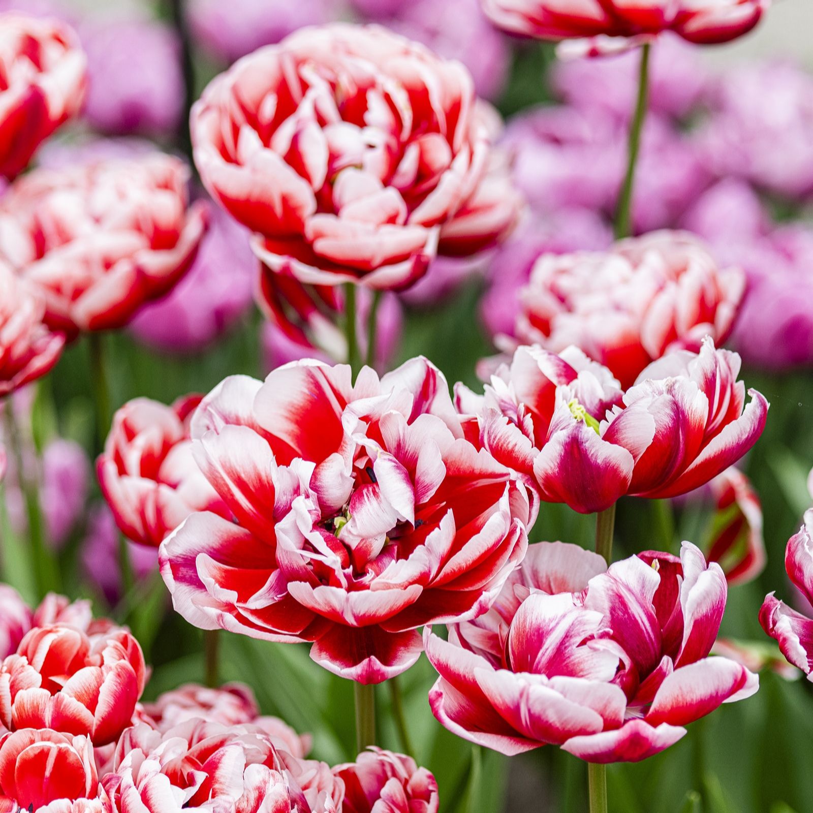 Thompson & Morgan Tulip Drumline 8 Bulbs - QVC UK