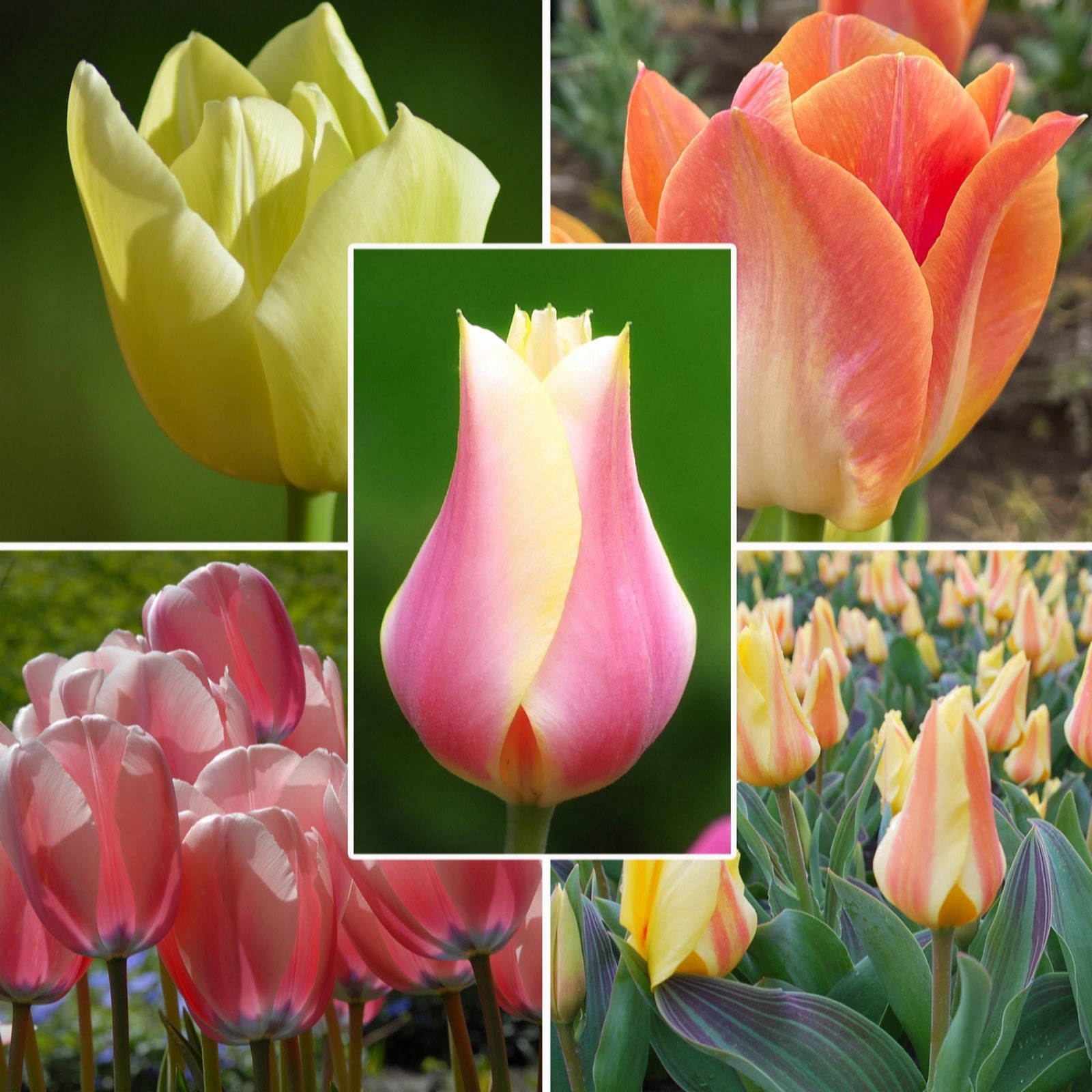Precious Plants Tulip Fruit Sorbet Collection Bulbs Mixed Sizes x 25 ...