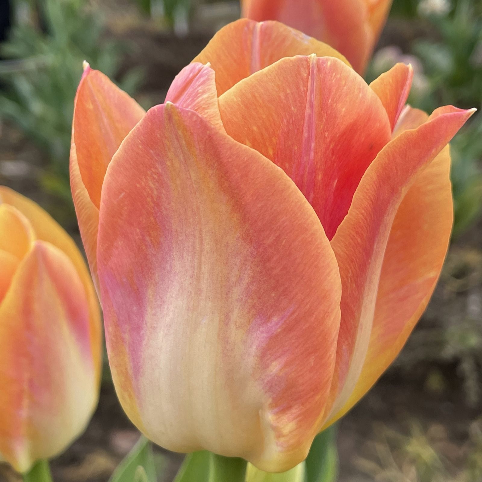 Precious Plants Tulip Fruit Sorbet Collection Bulbs Mixed Sizes x 25 ...