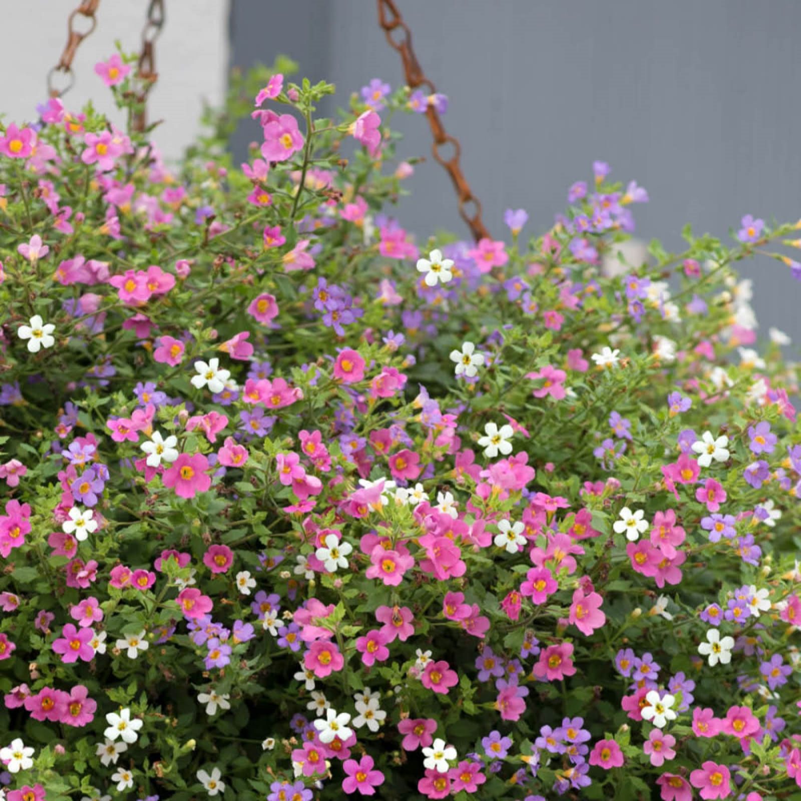 YouGarden Bacopa 'Topia' Mix Garden Ready Plants x20 - QVC UK