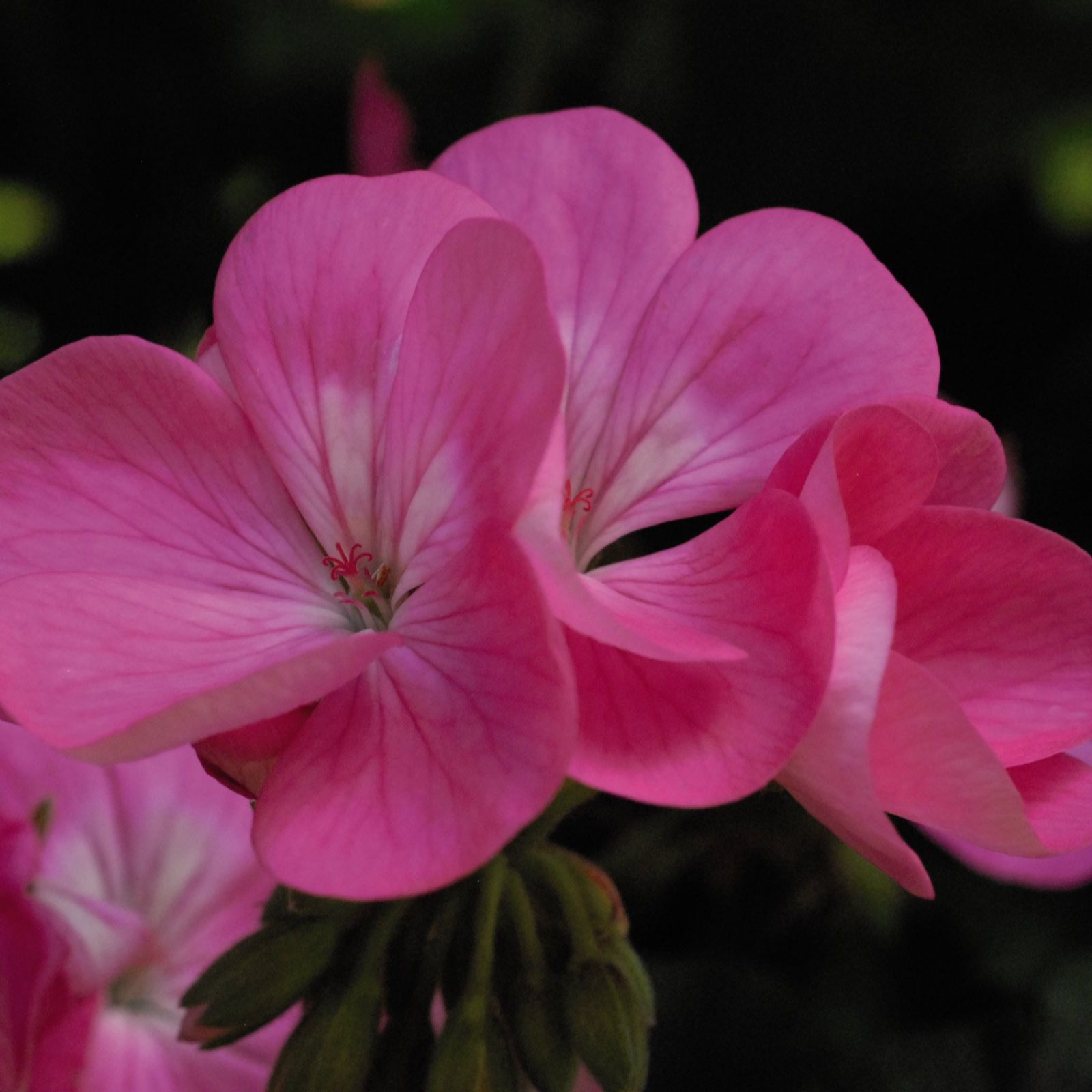 Thompson & Morgan Geranium Antiks 9cm Pot x 3 + Pistachio Green Tower ...