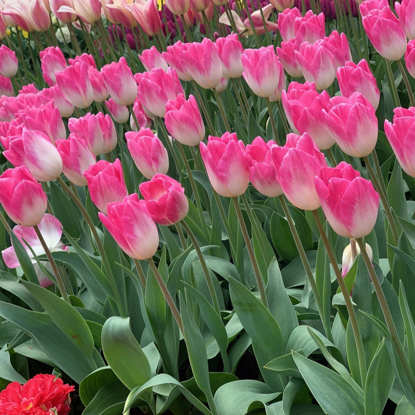 Thompson & Morgan Tulip Sinfonie 8 Bulbs - QVC UK