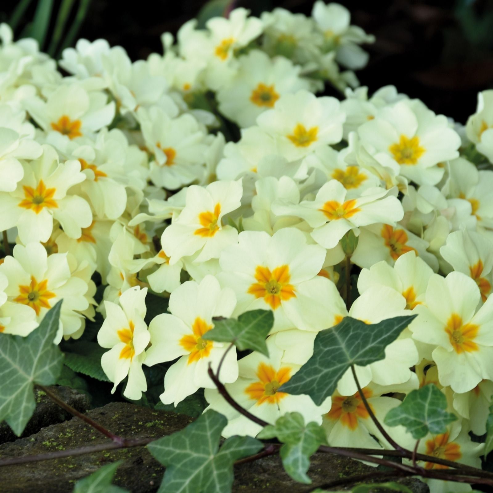 Richard Jackson Primrose Everlast in 5 x 6cm Pots - QVC UK