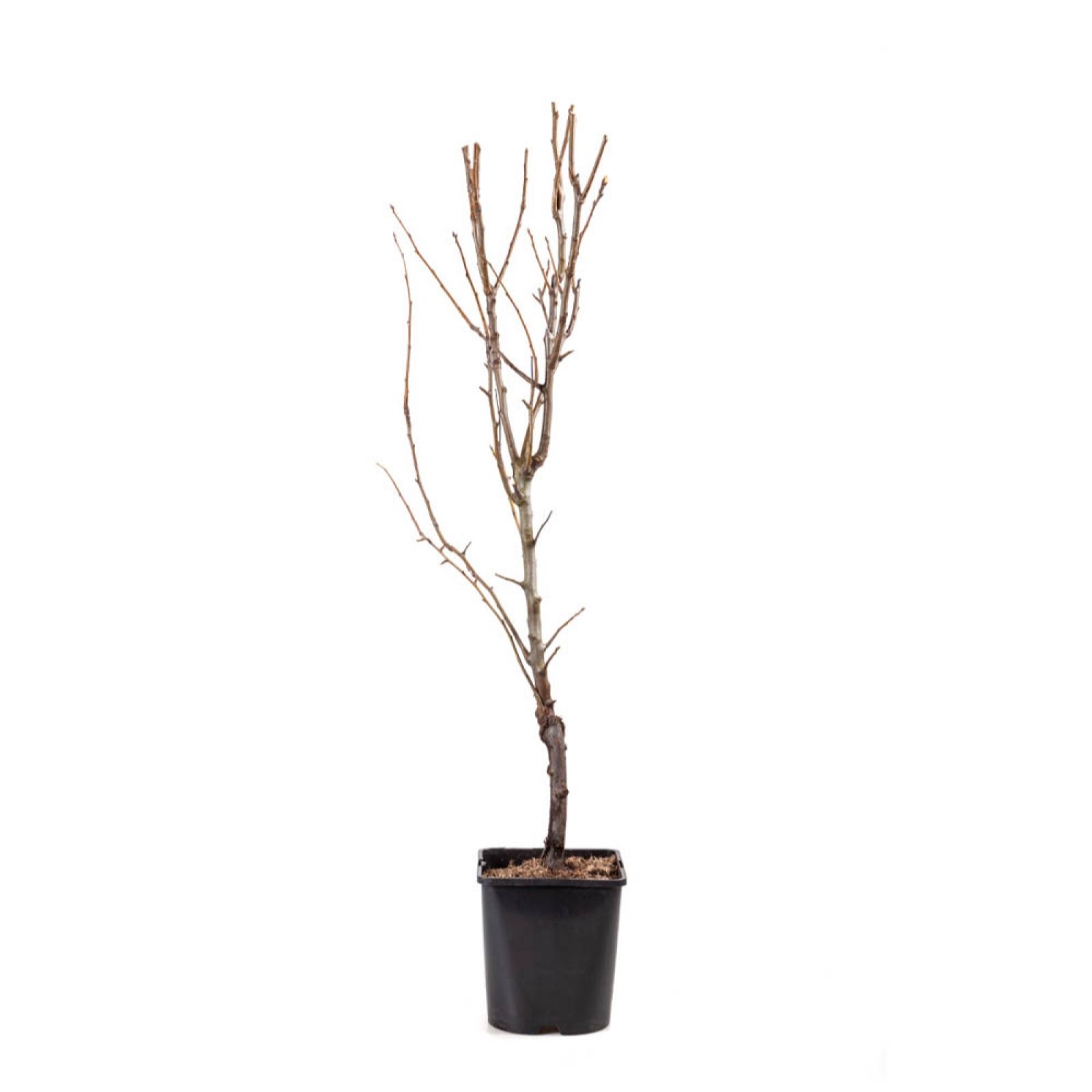 YouGarden Pear Little Conference Tree 4.5L pot - QVC UK