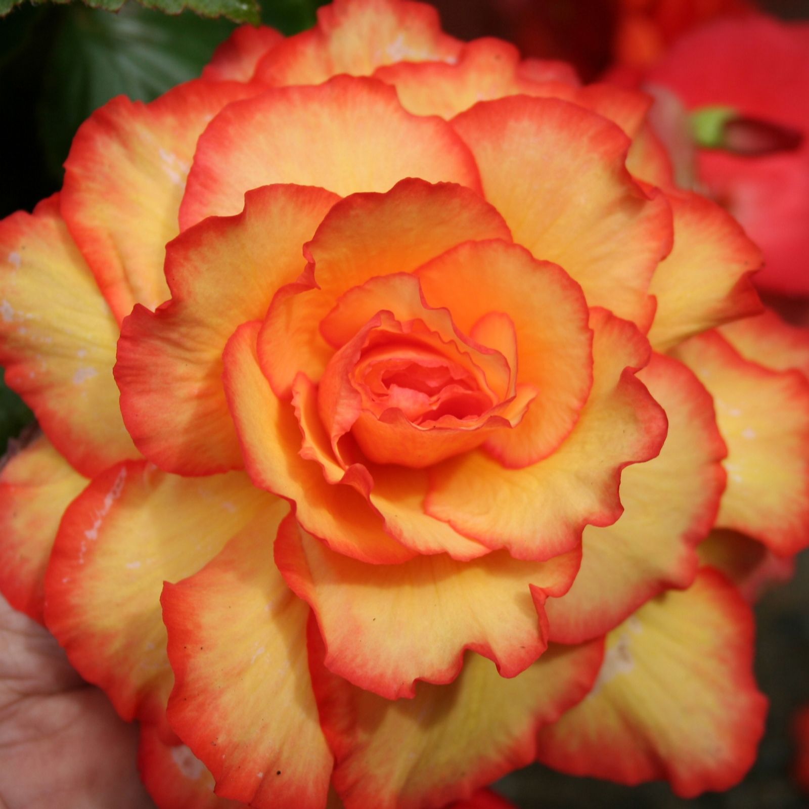 Thompson & Morgan Begonia Fireball 20 Packs - QVC UK