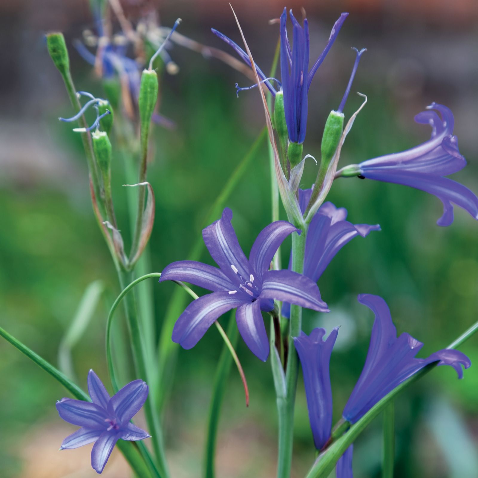 Thompson & Morgan Summer Bulb Collection 300 Bulbs - QVC UK