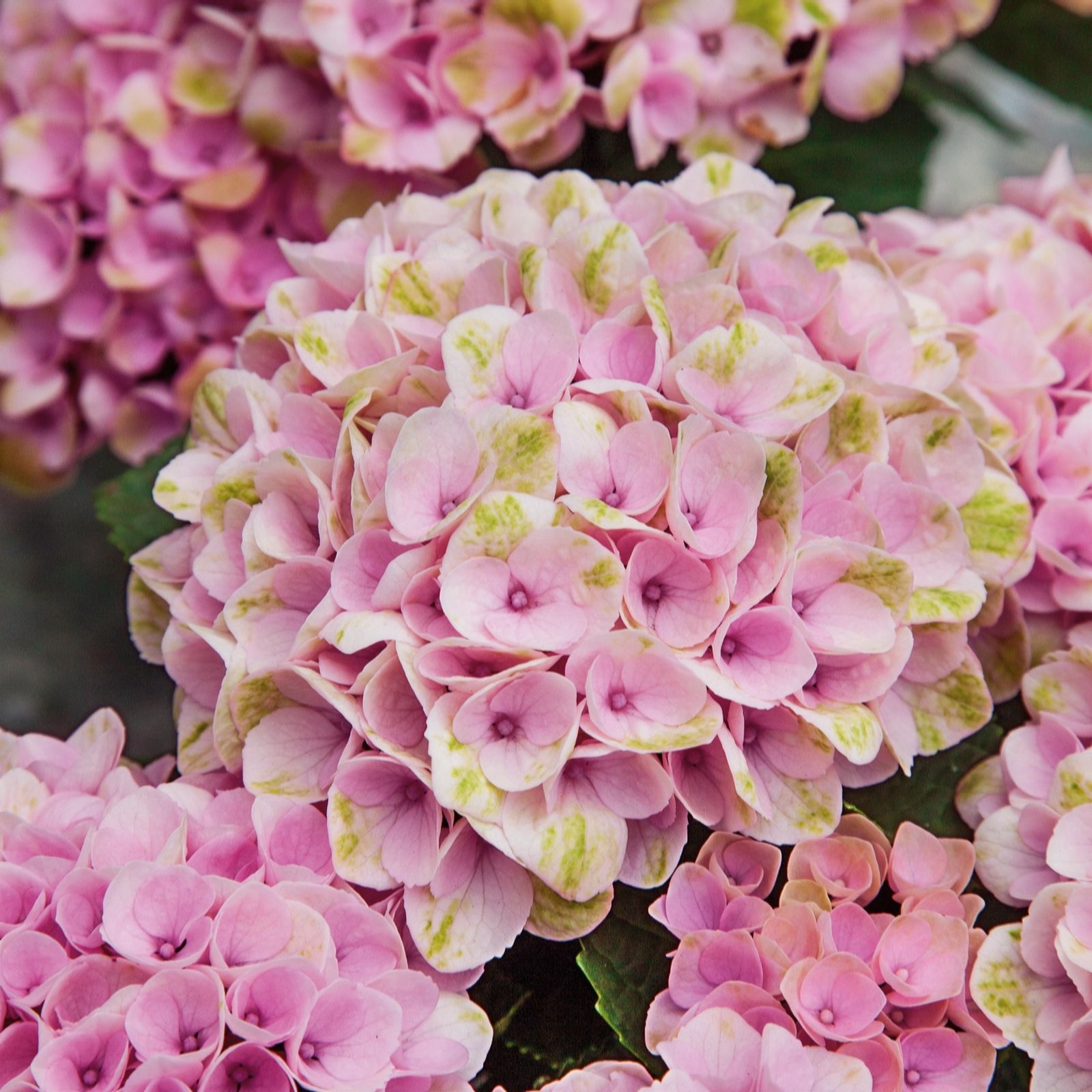 Plants2Gardens Hydrangea Revoluton Pink 3ltr - QVC UK