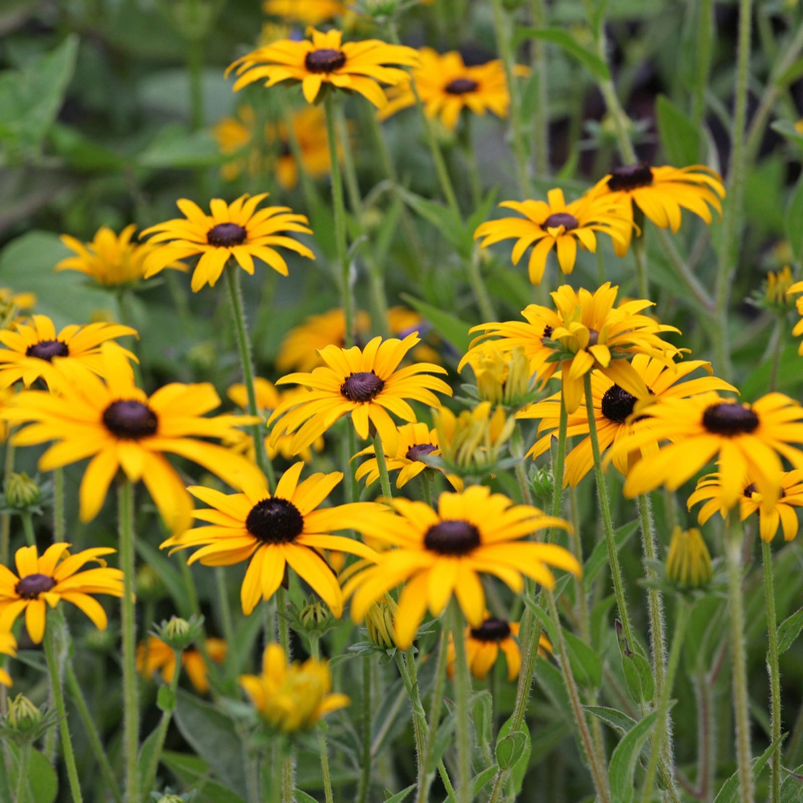 YouGarden Chelsea Favourites Perennial Collection - QVC UK