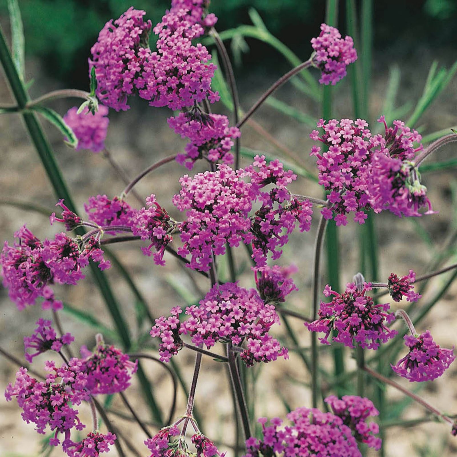 YouGarden Chelsea Favourites Perennial Collection - QVC UK