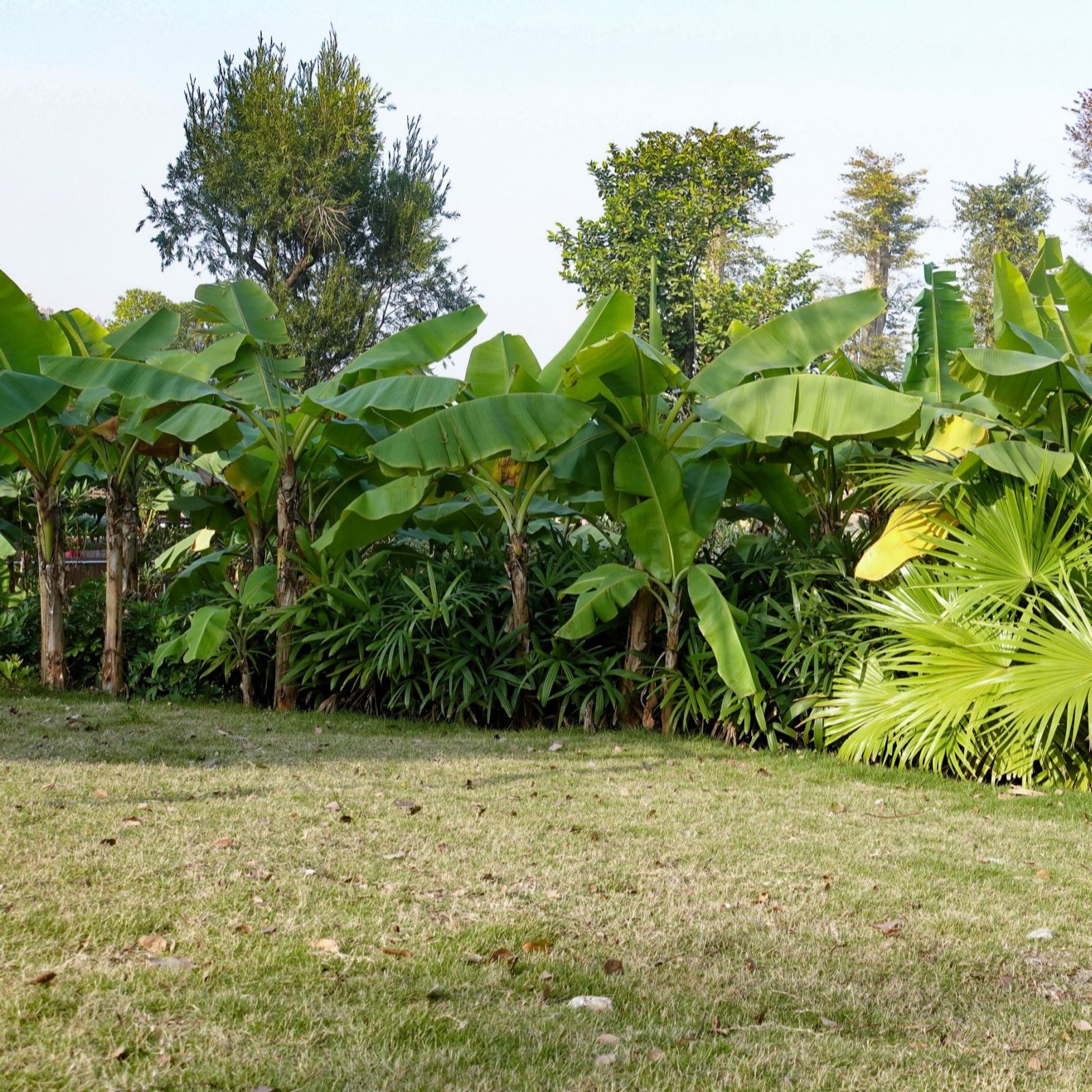 Thompson & Morgan Musa basjoo Banana plant 10.5cm Pot x 2 - QVC UK