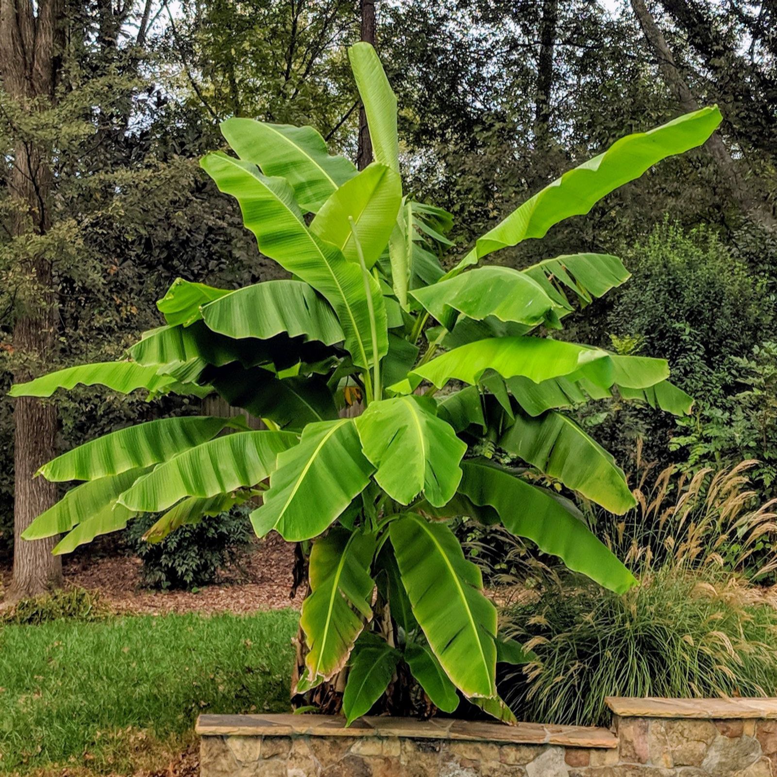 Thompson & Morgan Musa basjoo Banana plant 10.5cm Pot x 2 - QVC UK