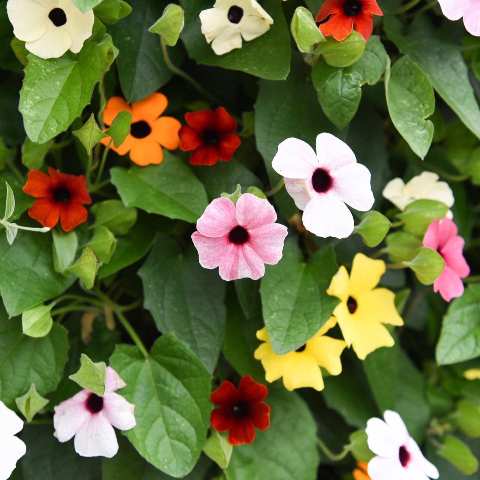 Thompson & Morgan Thunbergia Sunny Susy Collection 10 Jumbo Plugs - QVC UK